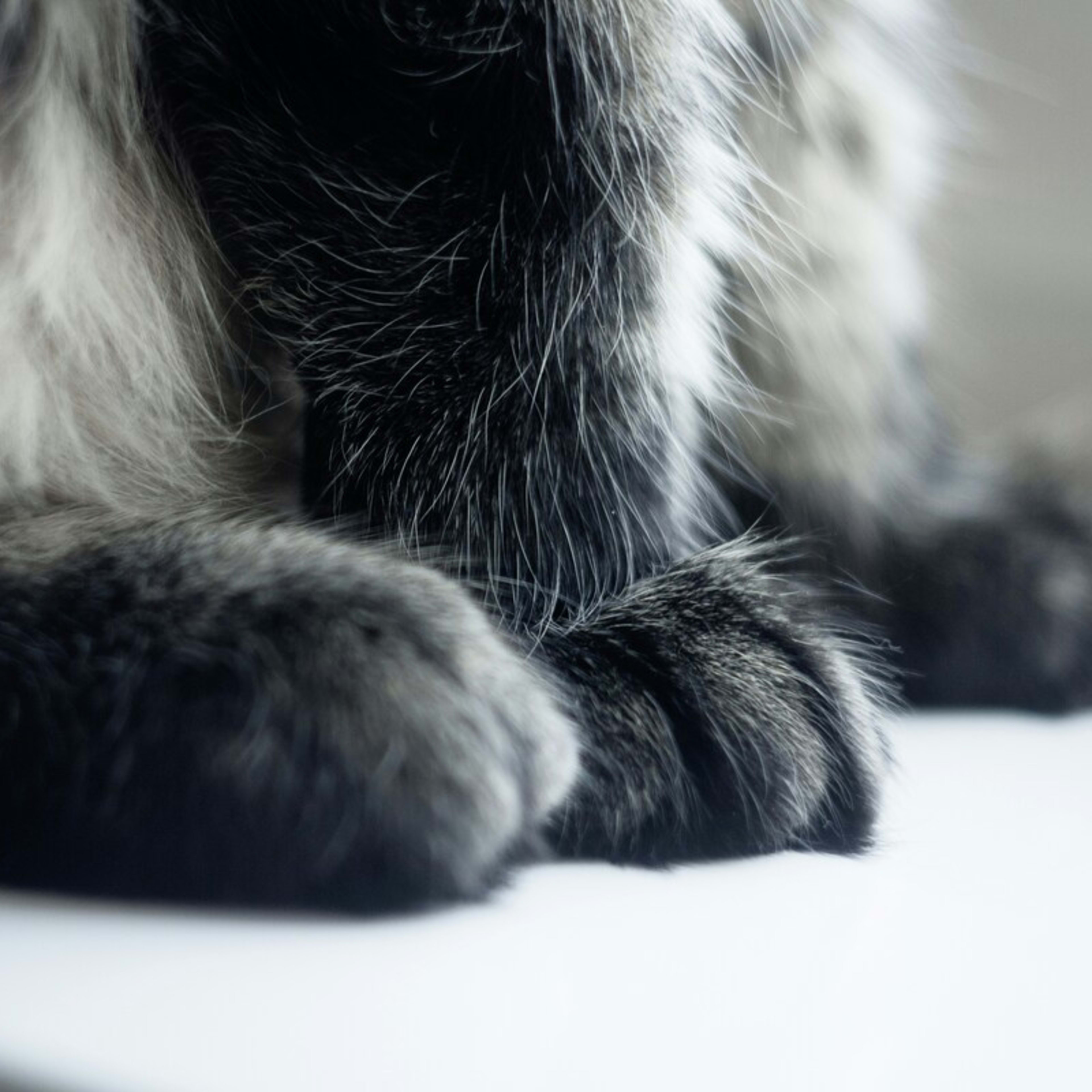 Black Smoke Maine Coon’s Magnificent Paws Are Purrfection - Parade Pets