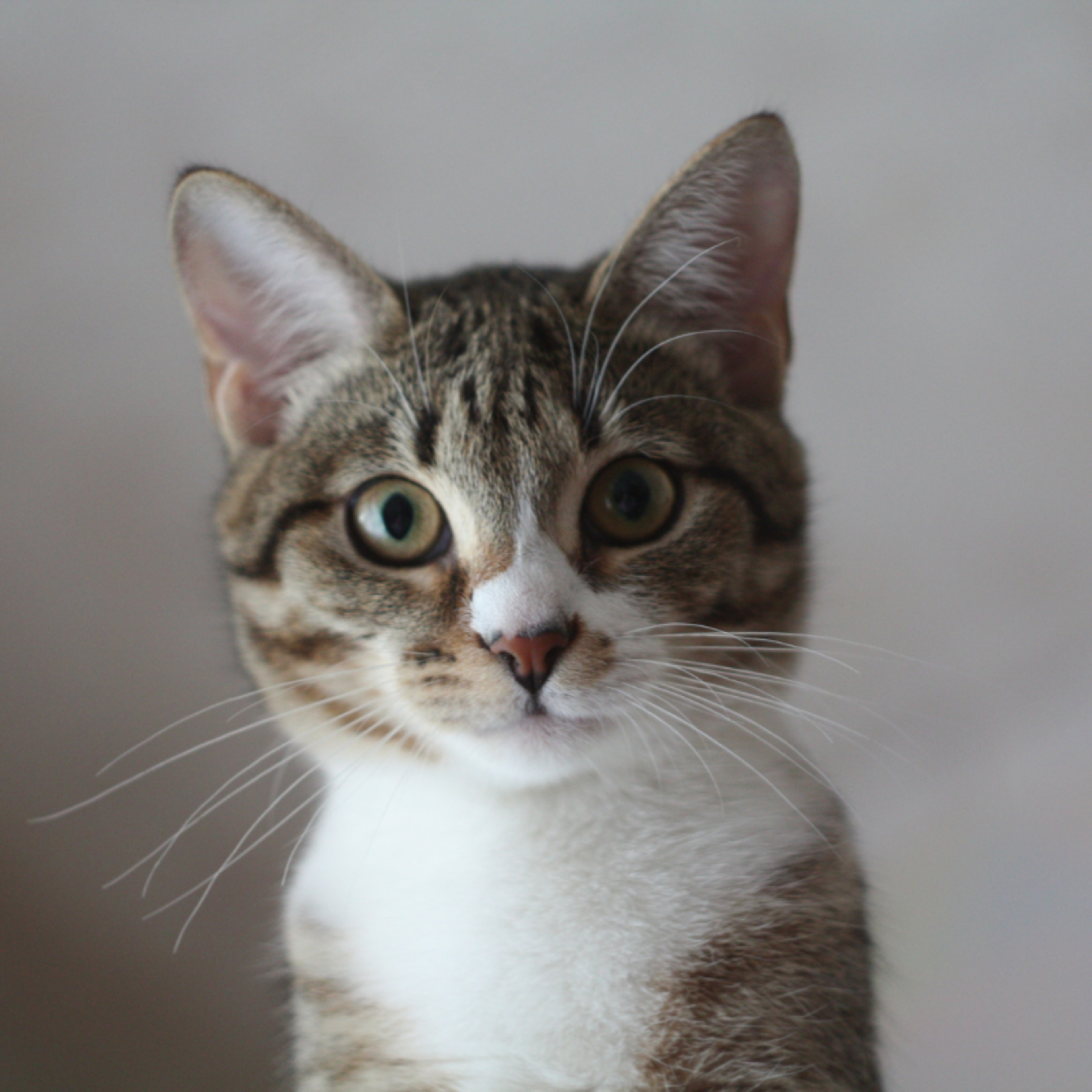 Grieving Golden Retriever Brings Mom Lambie 'Like She Used To Bring ...