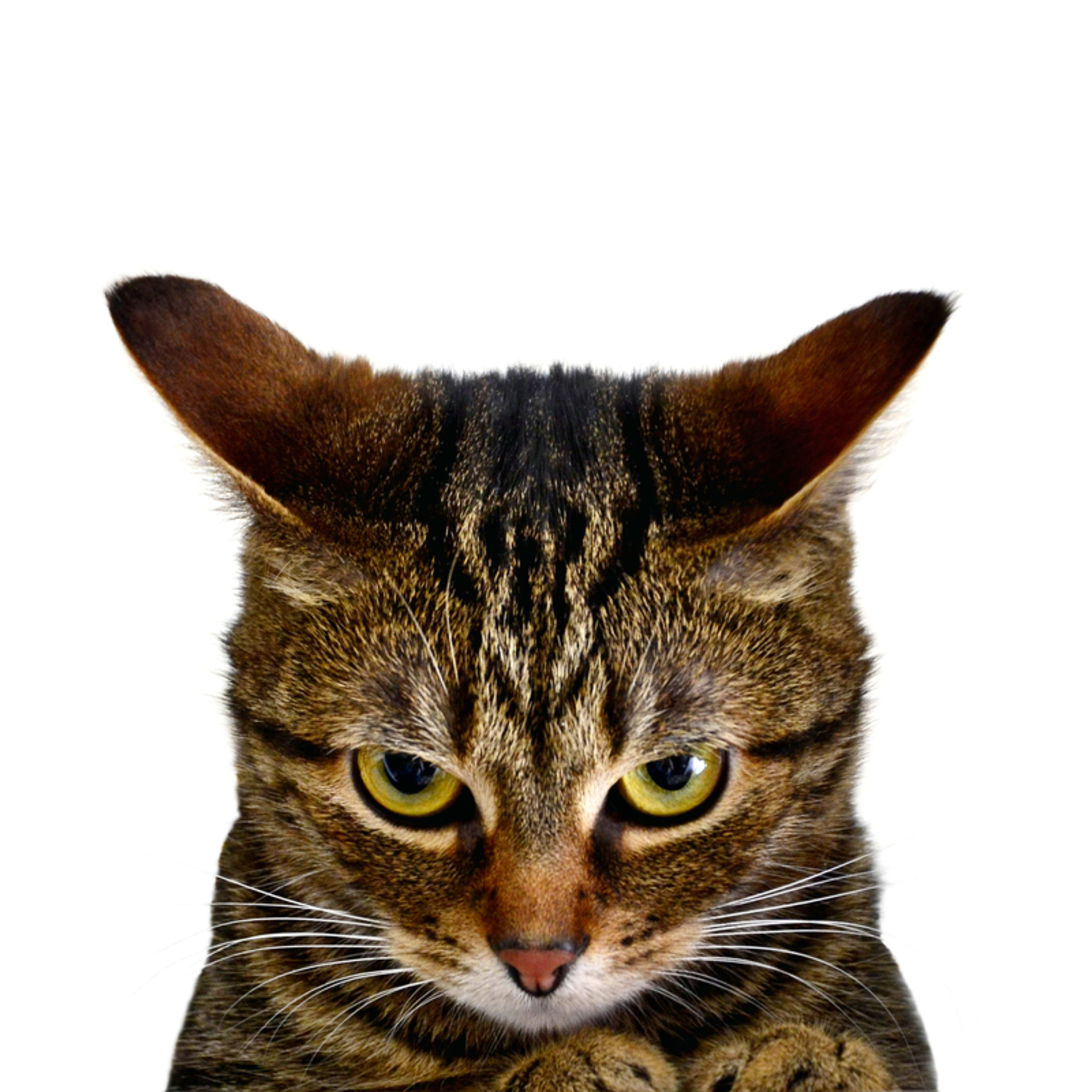 'Fed-Up' Bunny Sends Mom Clear Signal It's Toddler's Bedtime STAT ...