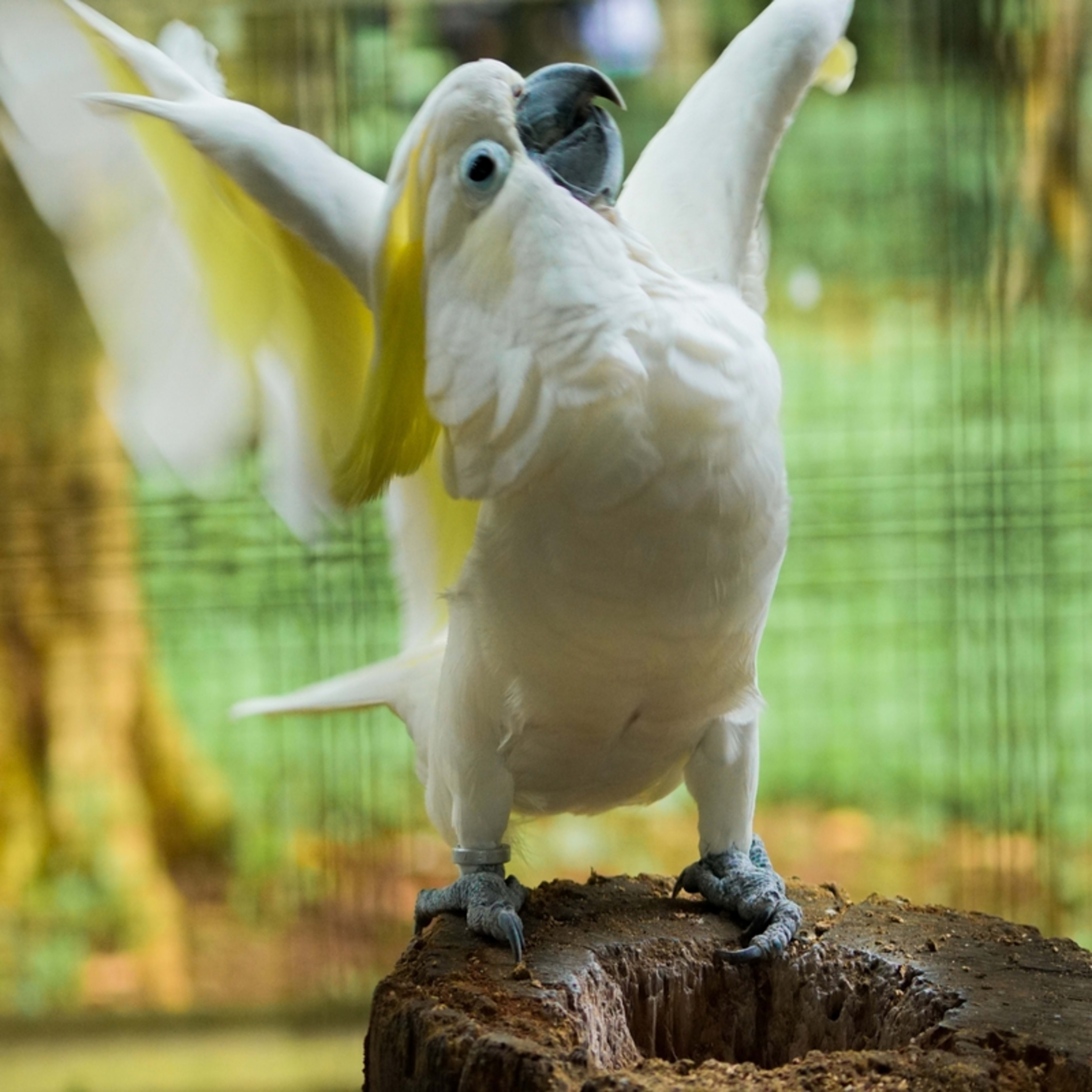 Proud Basset Hound Finds His Howl for Very First Time - Parade Pets