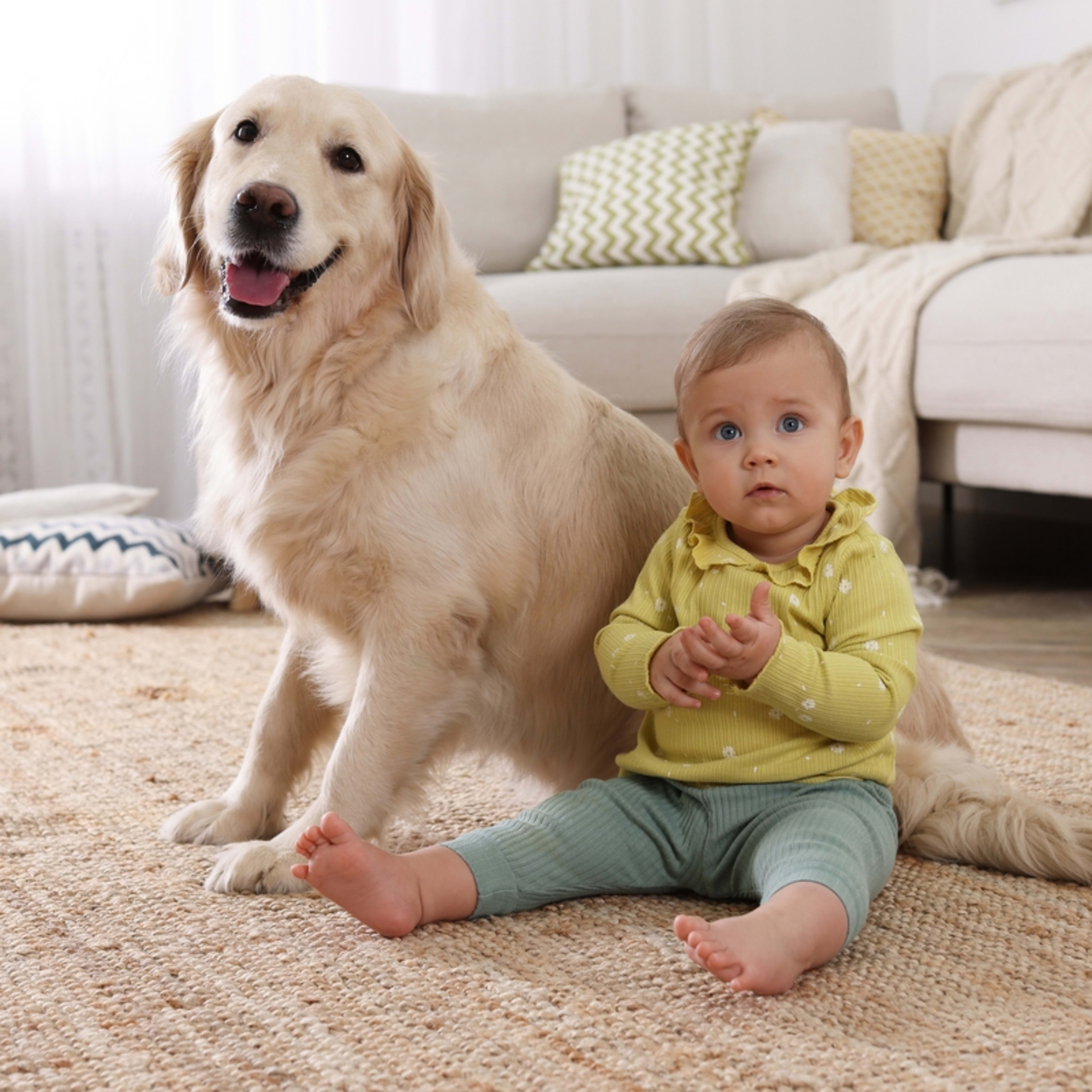 Golden Retriever Putting Himself in Charge of Human Baby Sibling Would ...