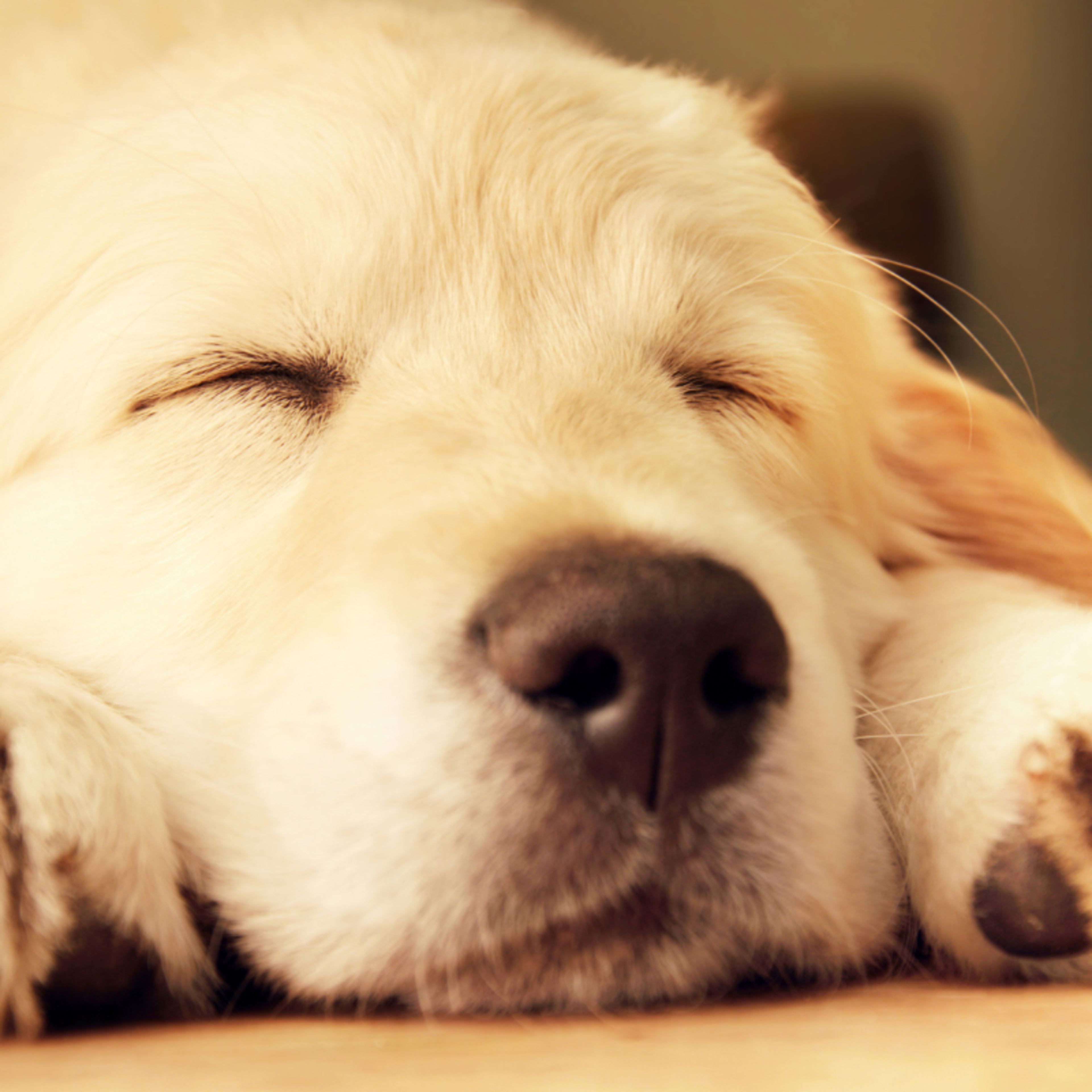 Border Collie Teaching Golden Retriever Puppy to Play Tetherball Is the ...