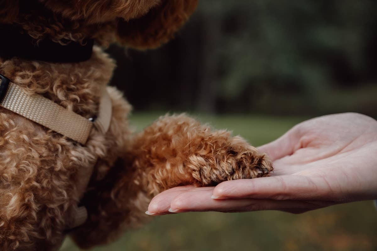Shih-Poo With 'Human Face' Shows off Impeccable Manners in Sunflower ...