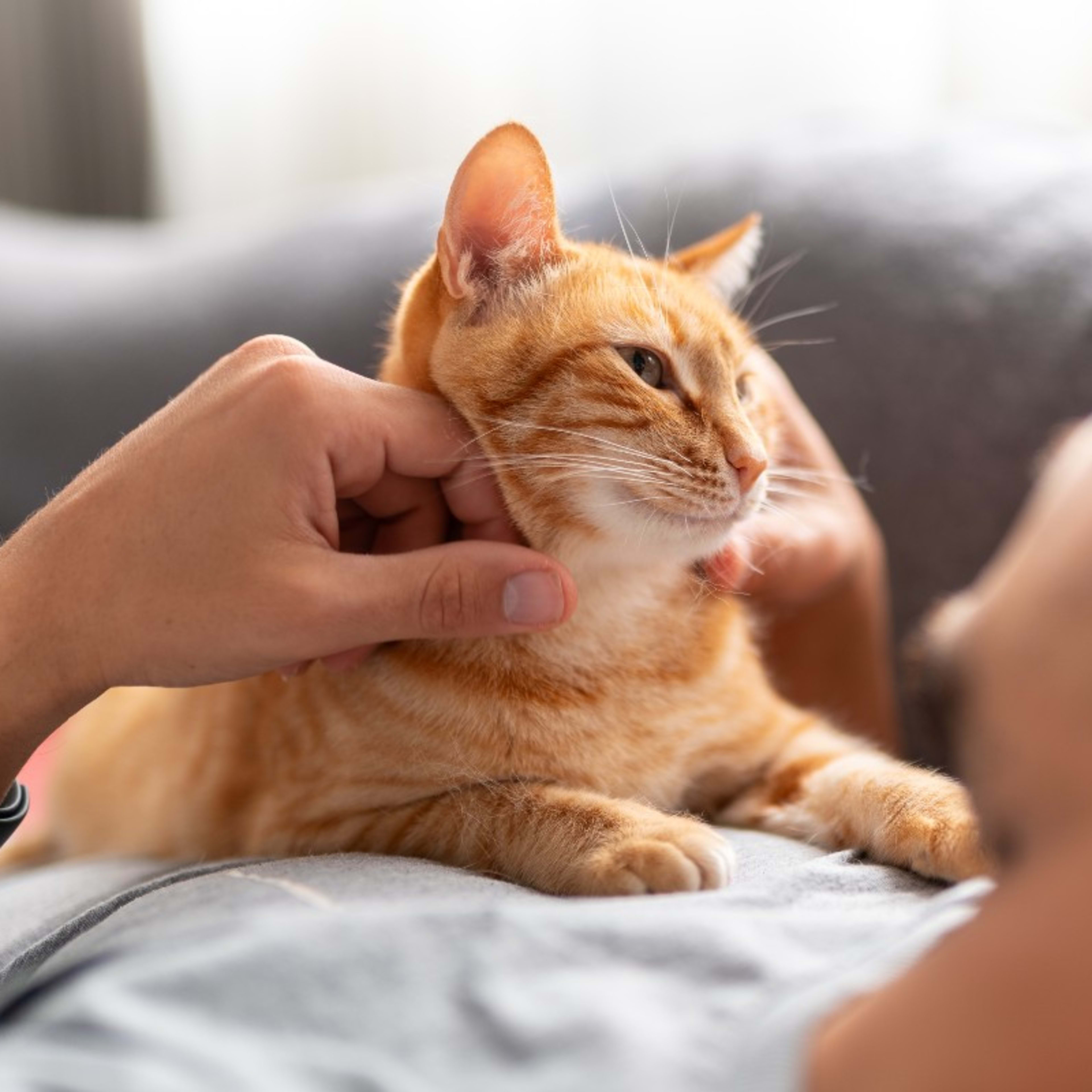 300+ Cute Cat Names for Your Kitty - Parade Pets