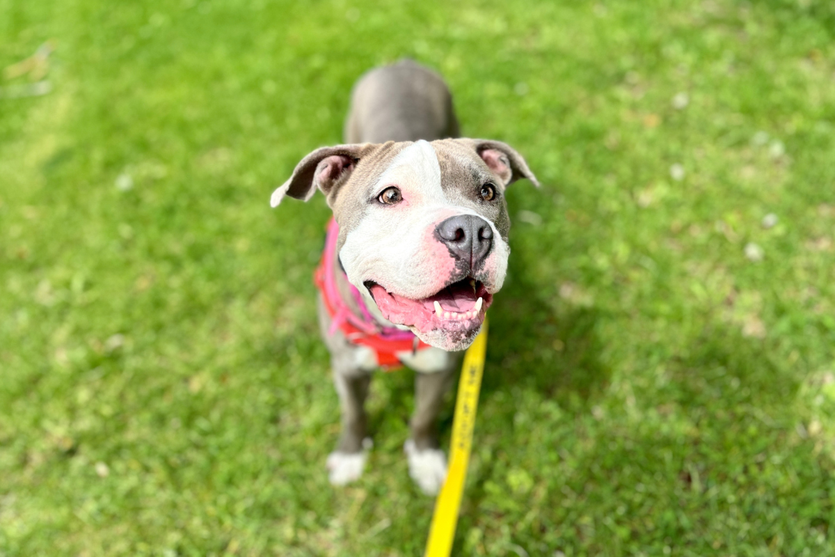 14 Dog-Friendly Baseball Games (Bark At the Park 2025) - Parade Pets