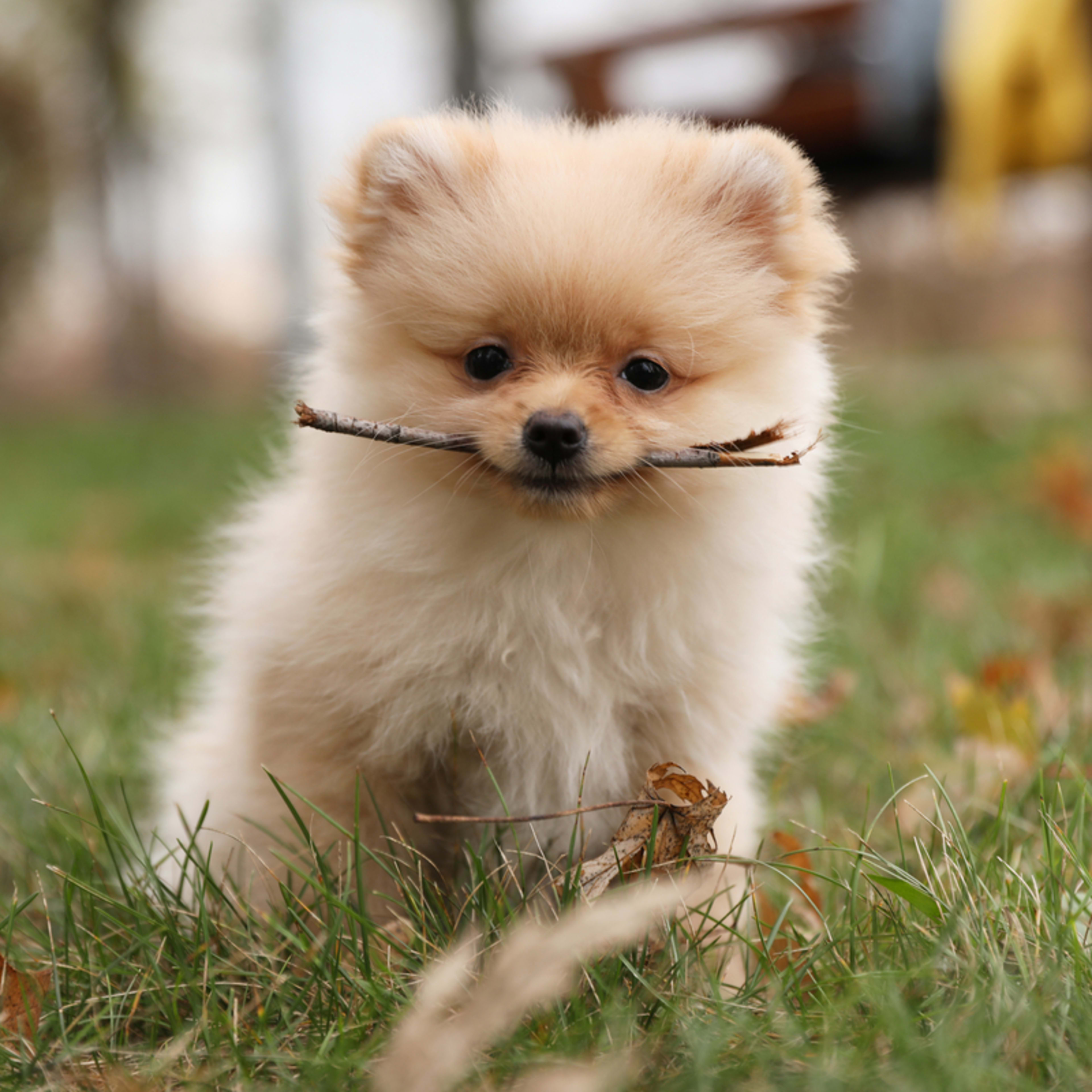 Pomeranian Bumps Into Pup Friend for the Sweetest 'Stick' Date - Parade ...