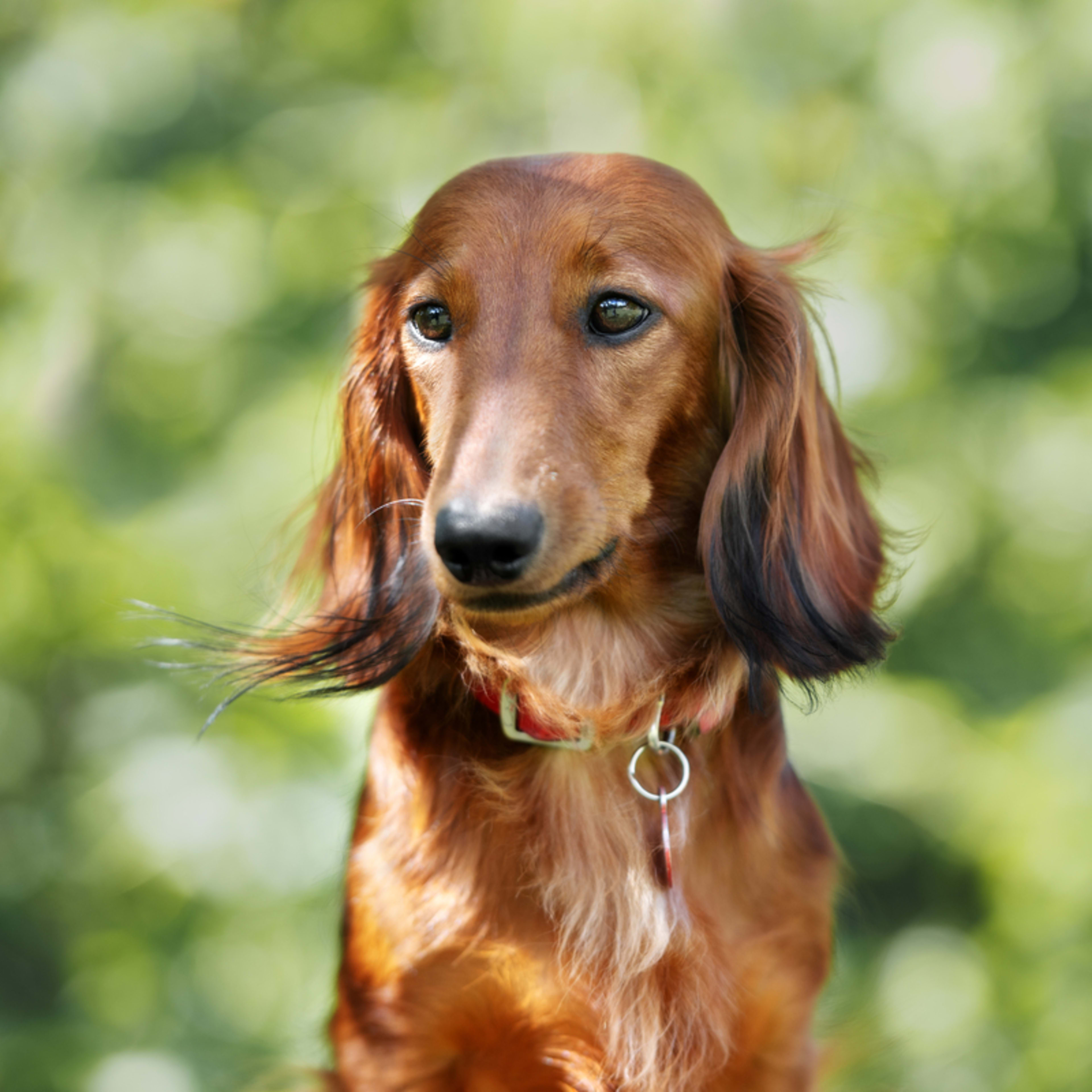 Dachshund Gets a Custom Bike Seat From Grandpa, and It’s Too Good for Words - Parade Pets
