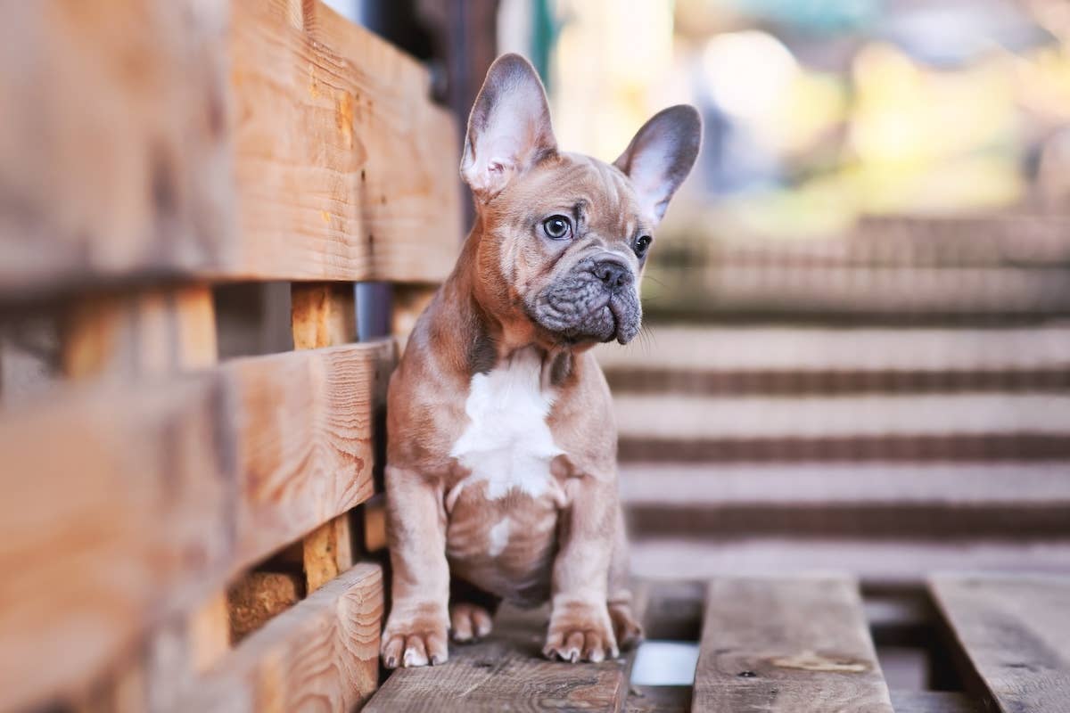 Frenchie 'Arguing' with Dad Over Taking Him on a Walk Is Adorably ...
