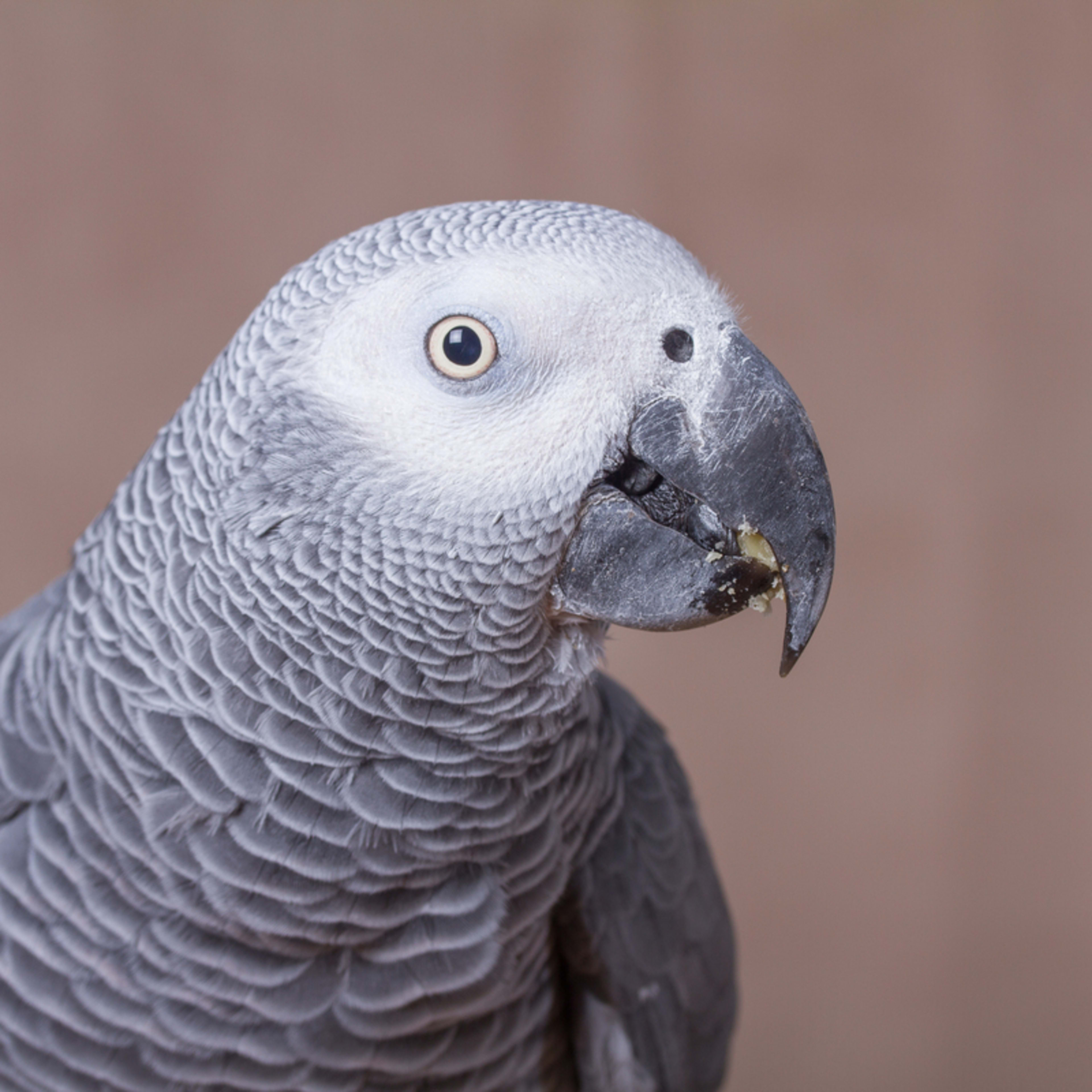 7 Smiley Dogs Breeds - Parade Pets