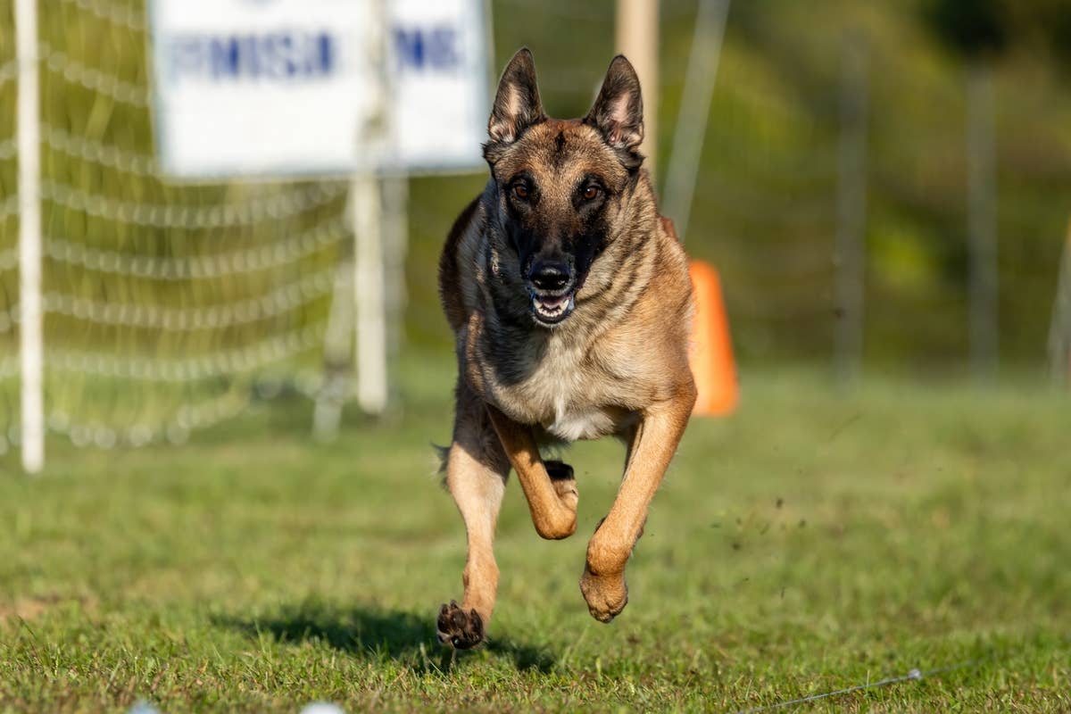 Belgian Malinois Whippet Mix Racing a 4-Wheeler Is in a League of Her ...