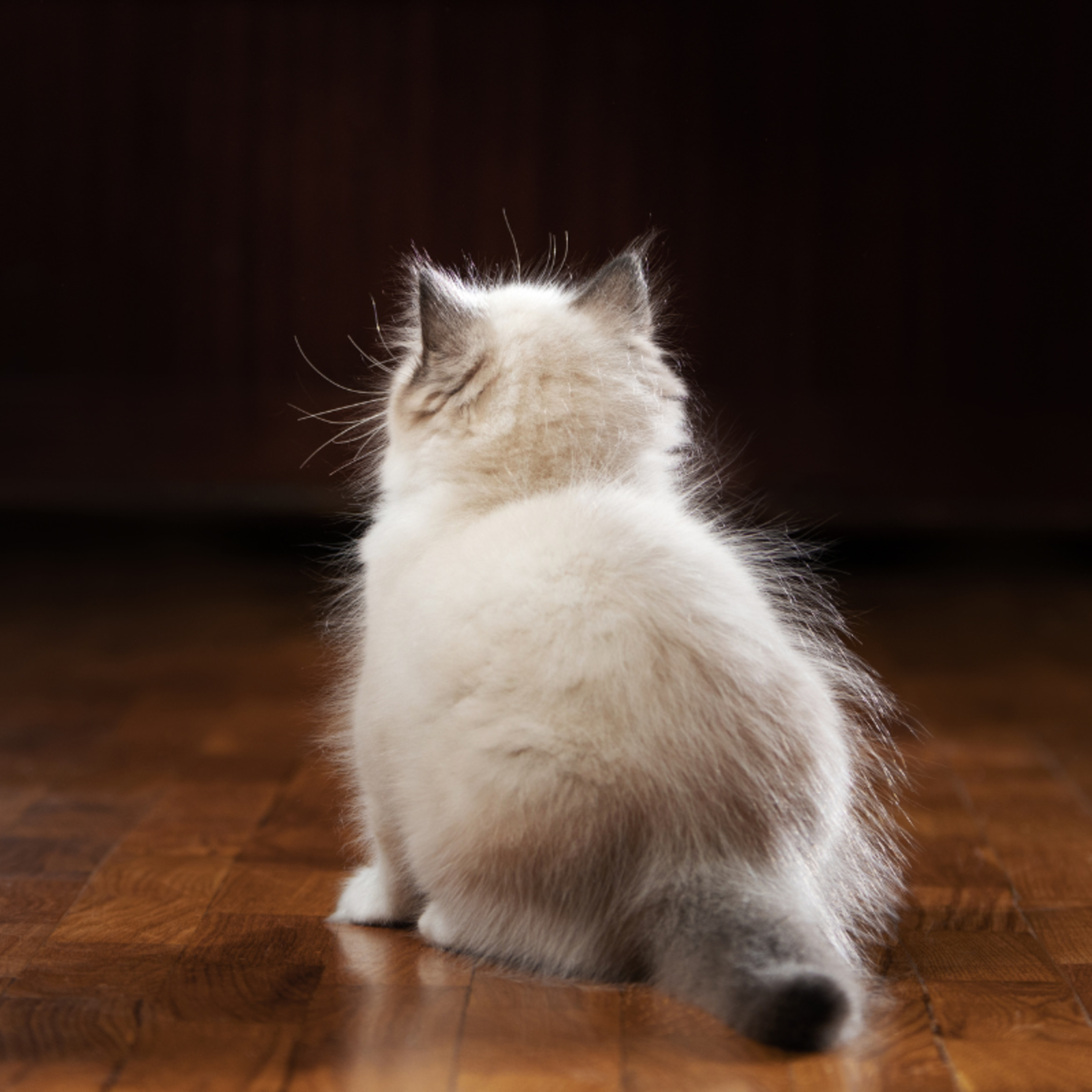 Munchkin Ragdoll with Rarest ‘Oreo’ Coat Delights with Matching ‘Milk ...
