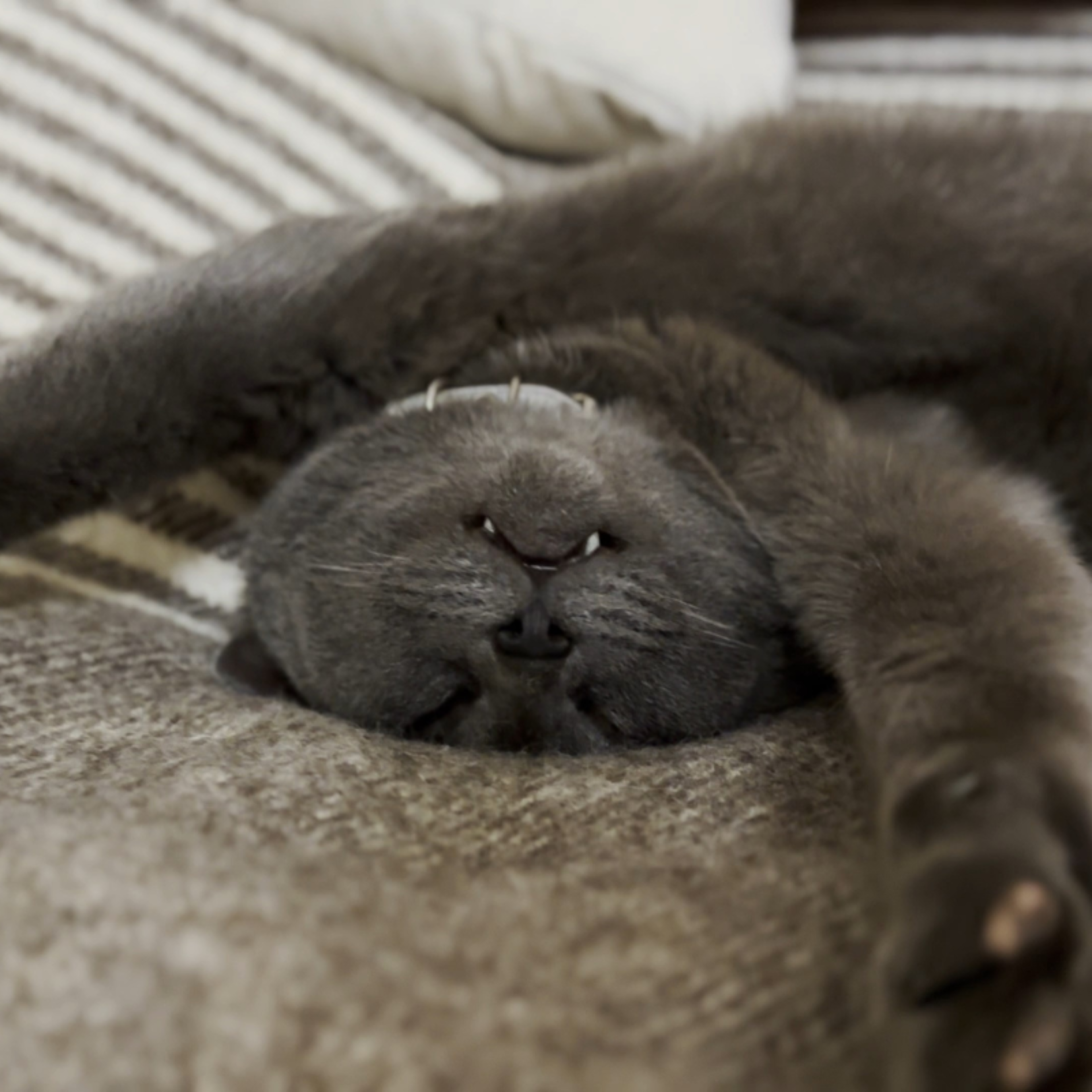 Gray Cat’s Hilarious Half-Asleep Face Makes Her Look Straight-up ...