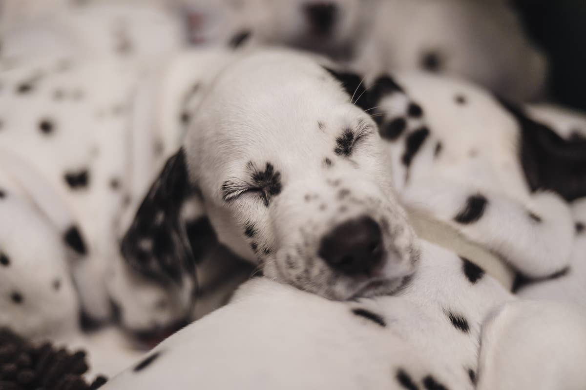Baby's Comical Reaction To Meeting Dalmatian Puppy Should Win 'Best ...