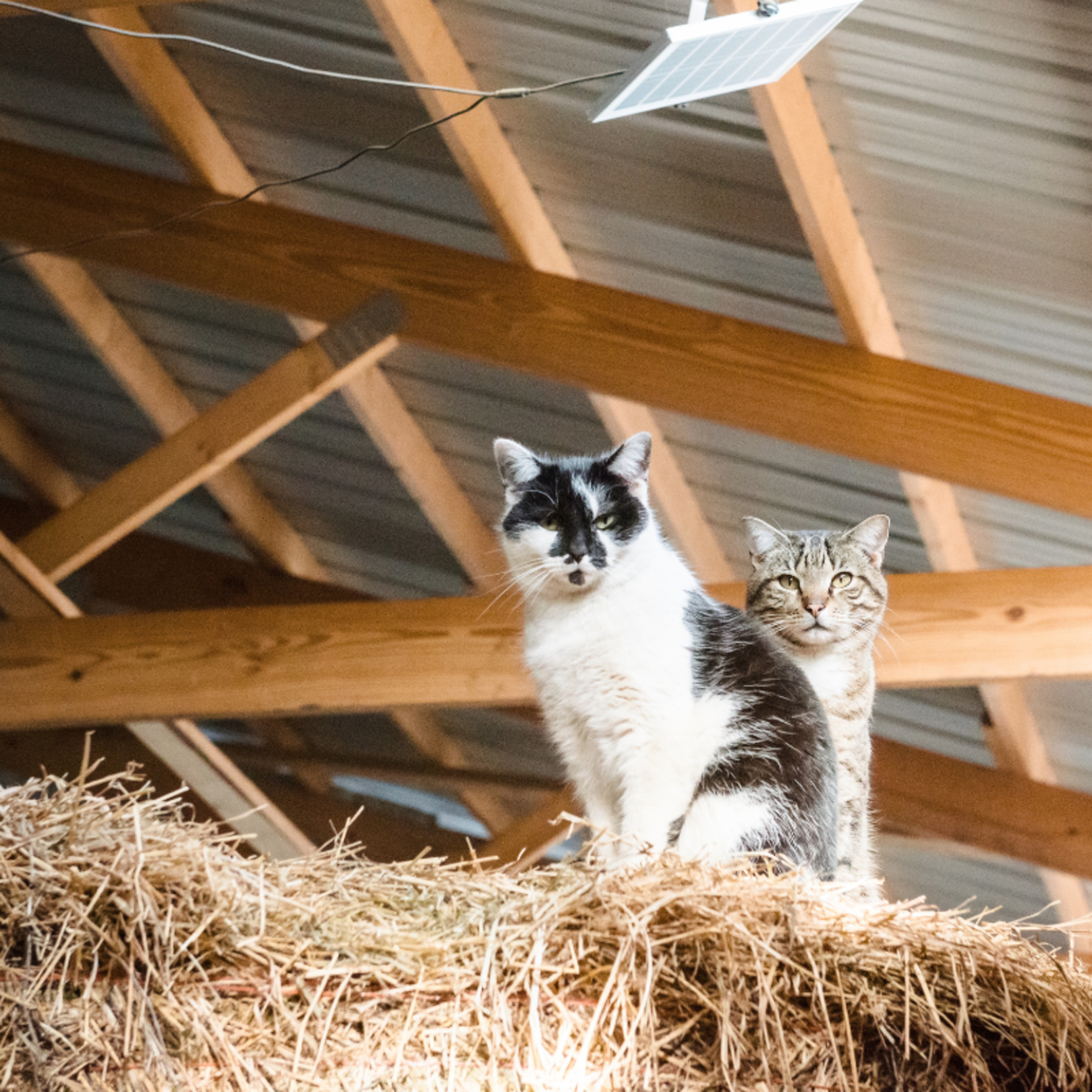 Colony of Barn Cats Playing Together Feels Like the Start of a ...