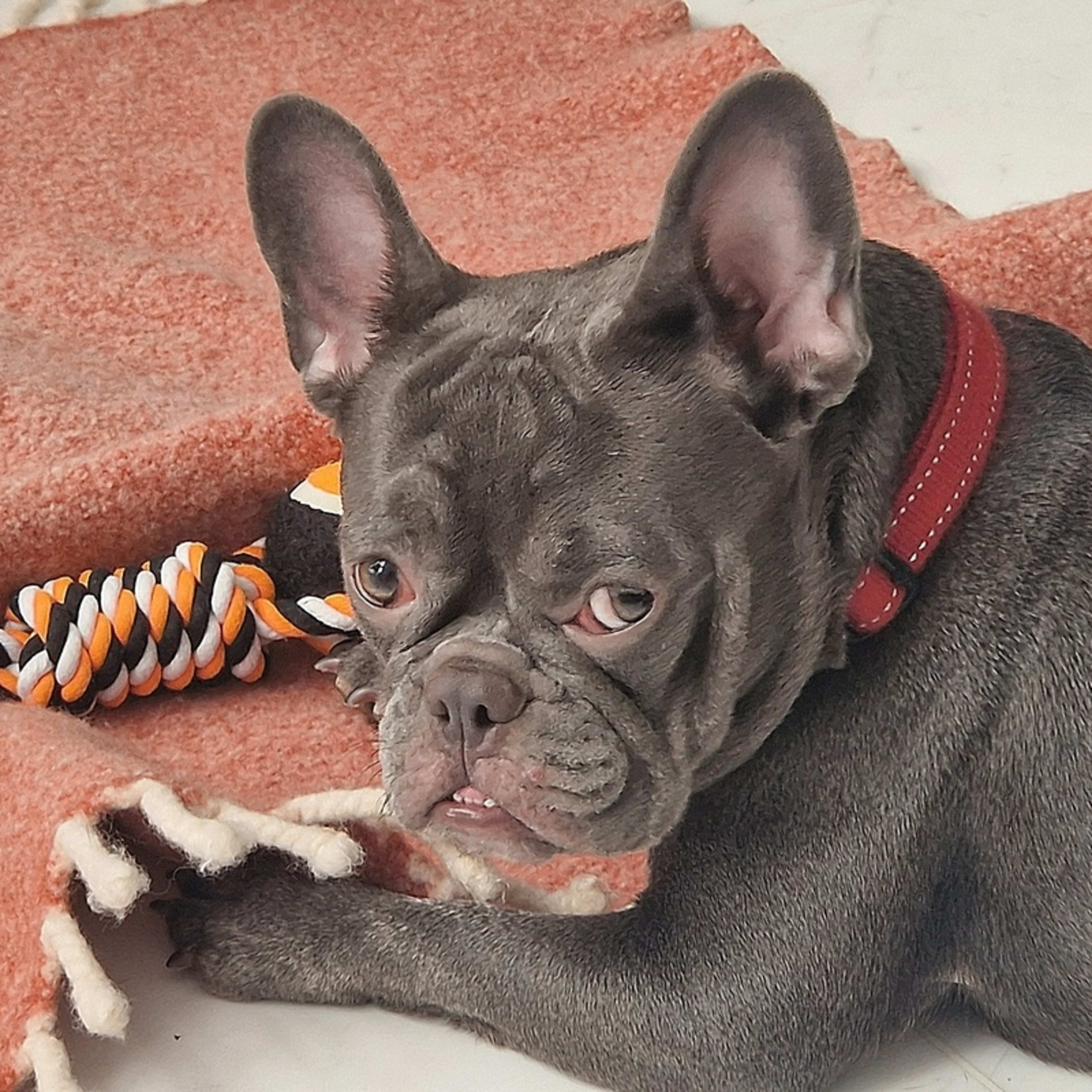 Frenchie Throws a Full-On Tantrum When He Can’t Find His Favorite Toy ...