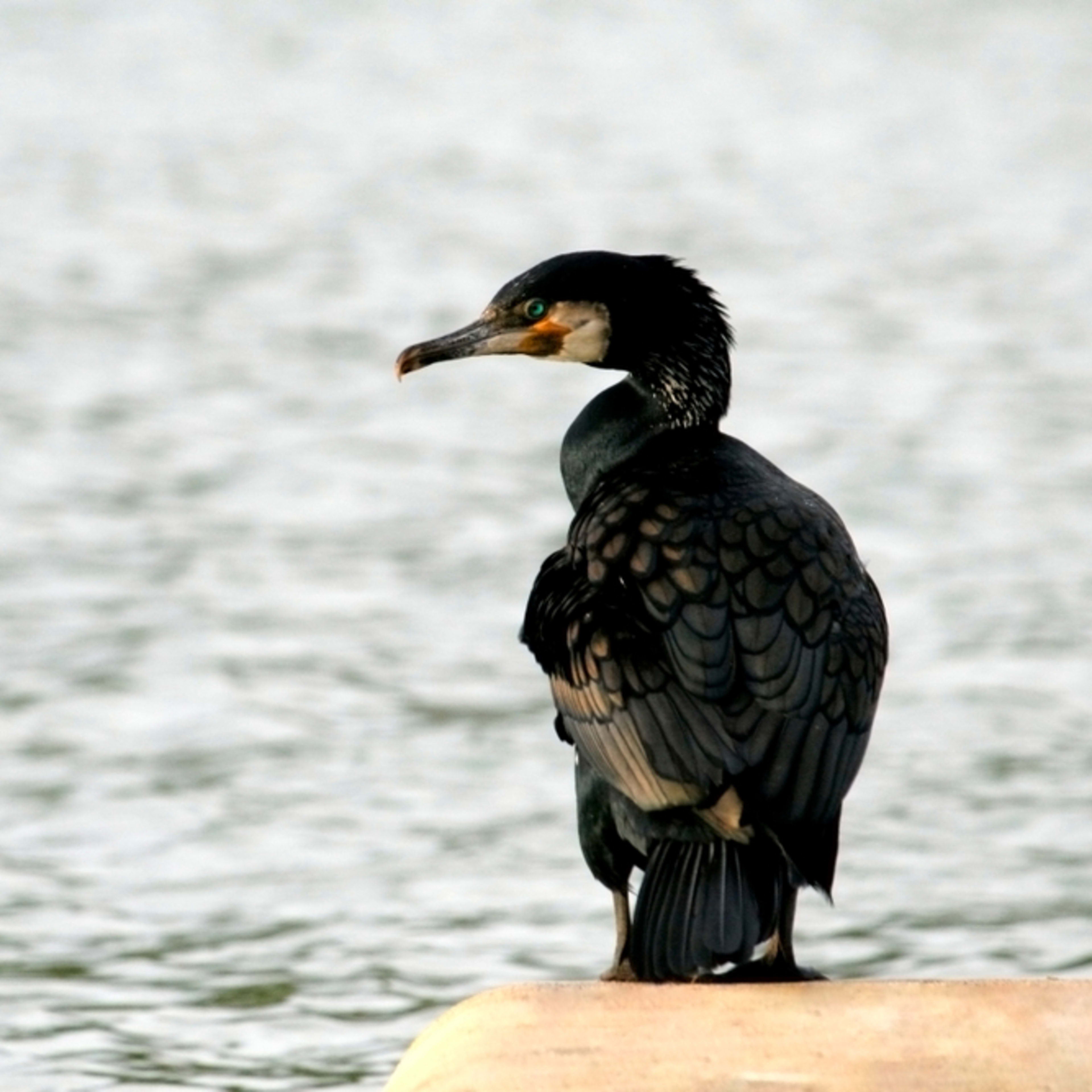 7 Smiley Dogs Breeds - Parade Pets