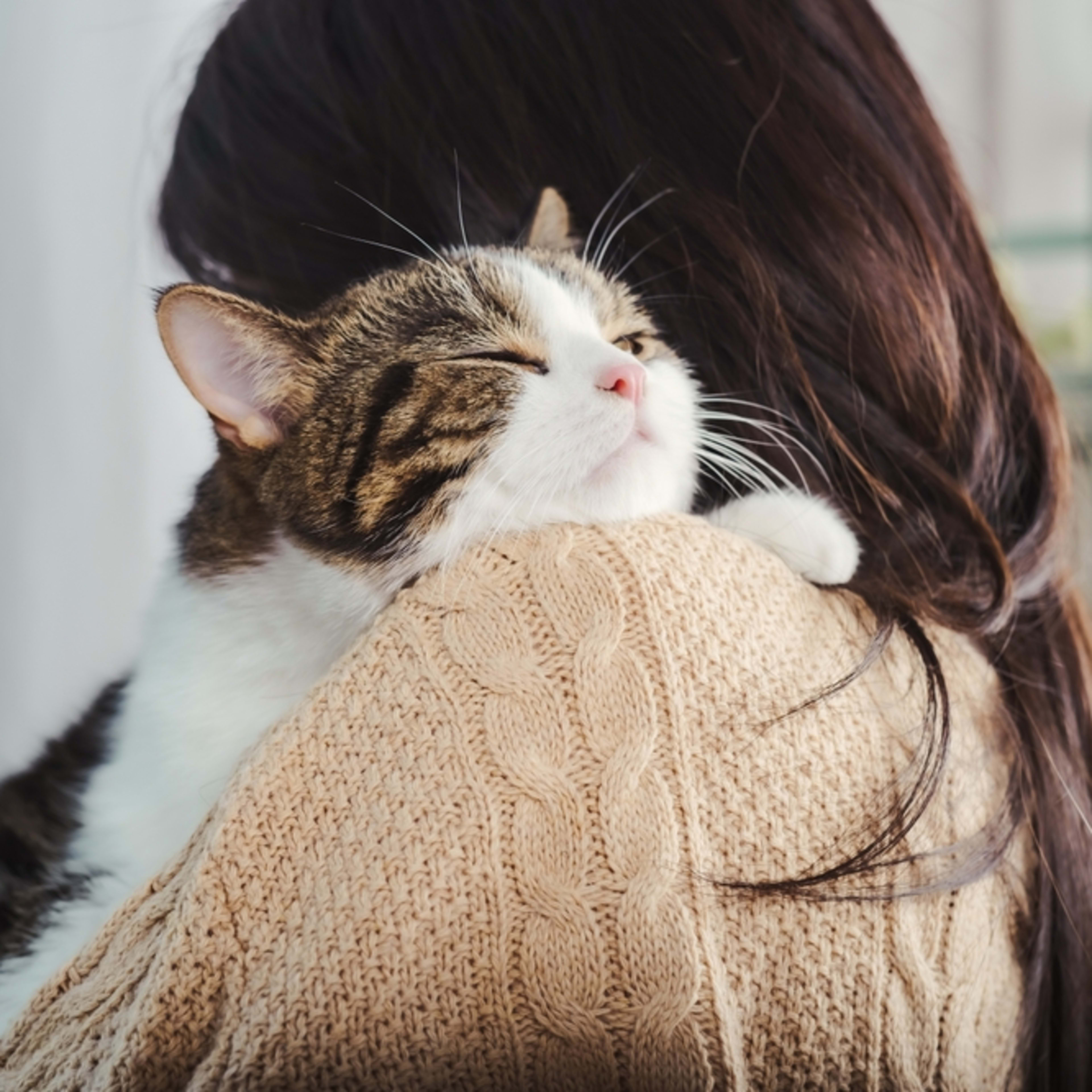 Humongous Ragdoll Cat Falls Asleep Mid-Agility Course Like a True ...