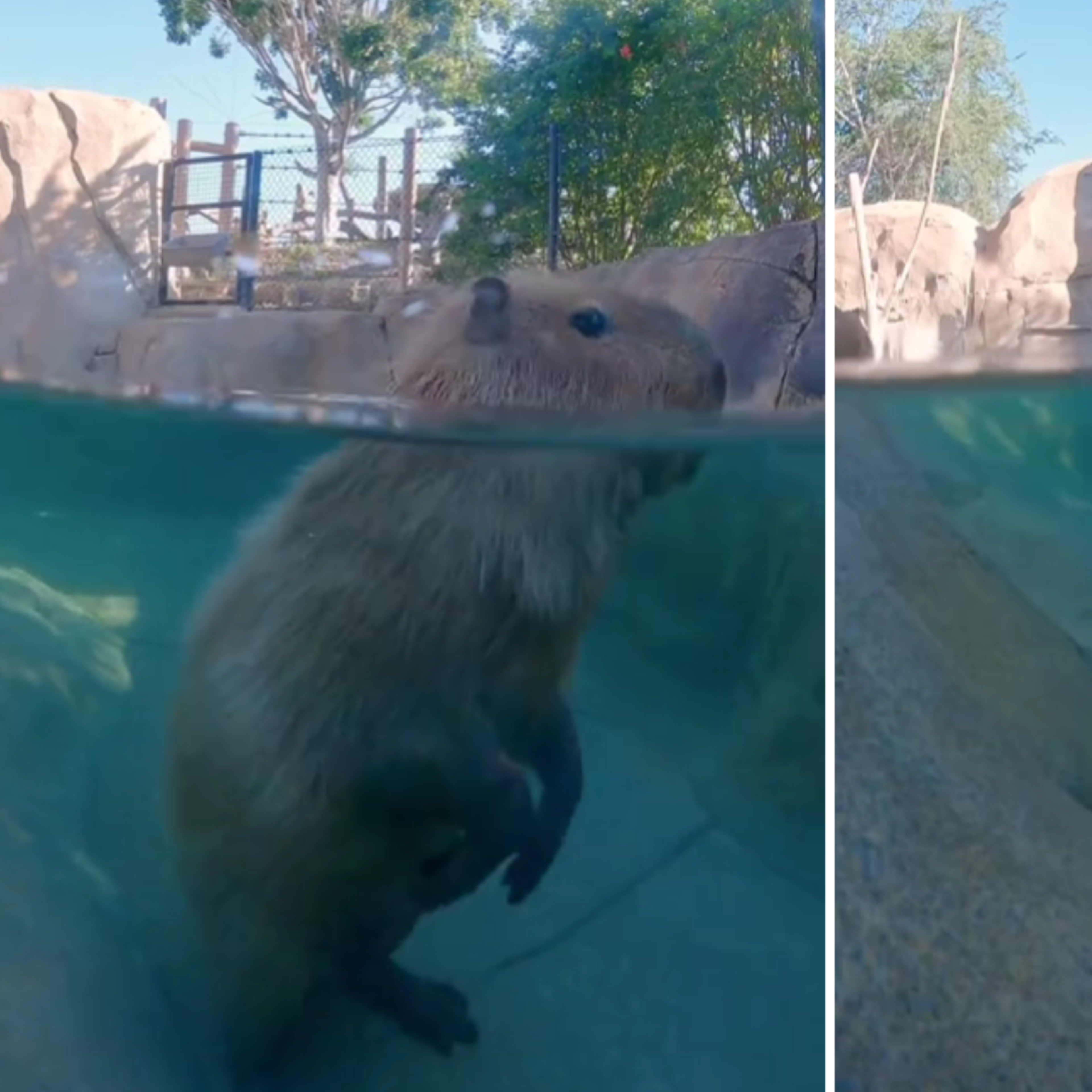 capybara swimming with baby on back