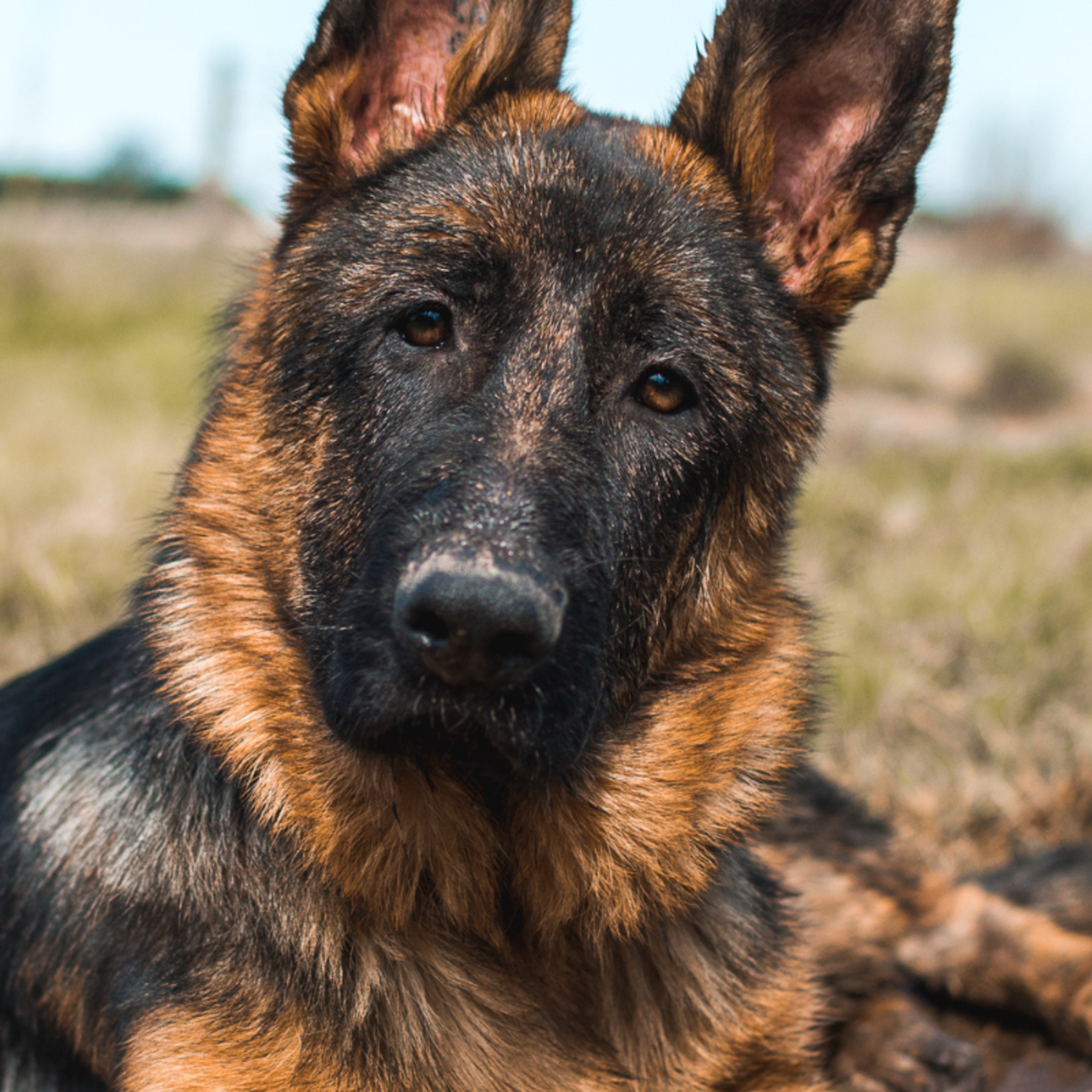 clever german shepherd