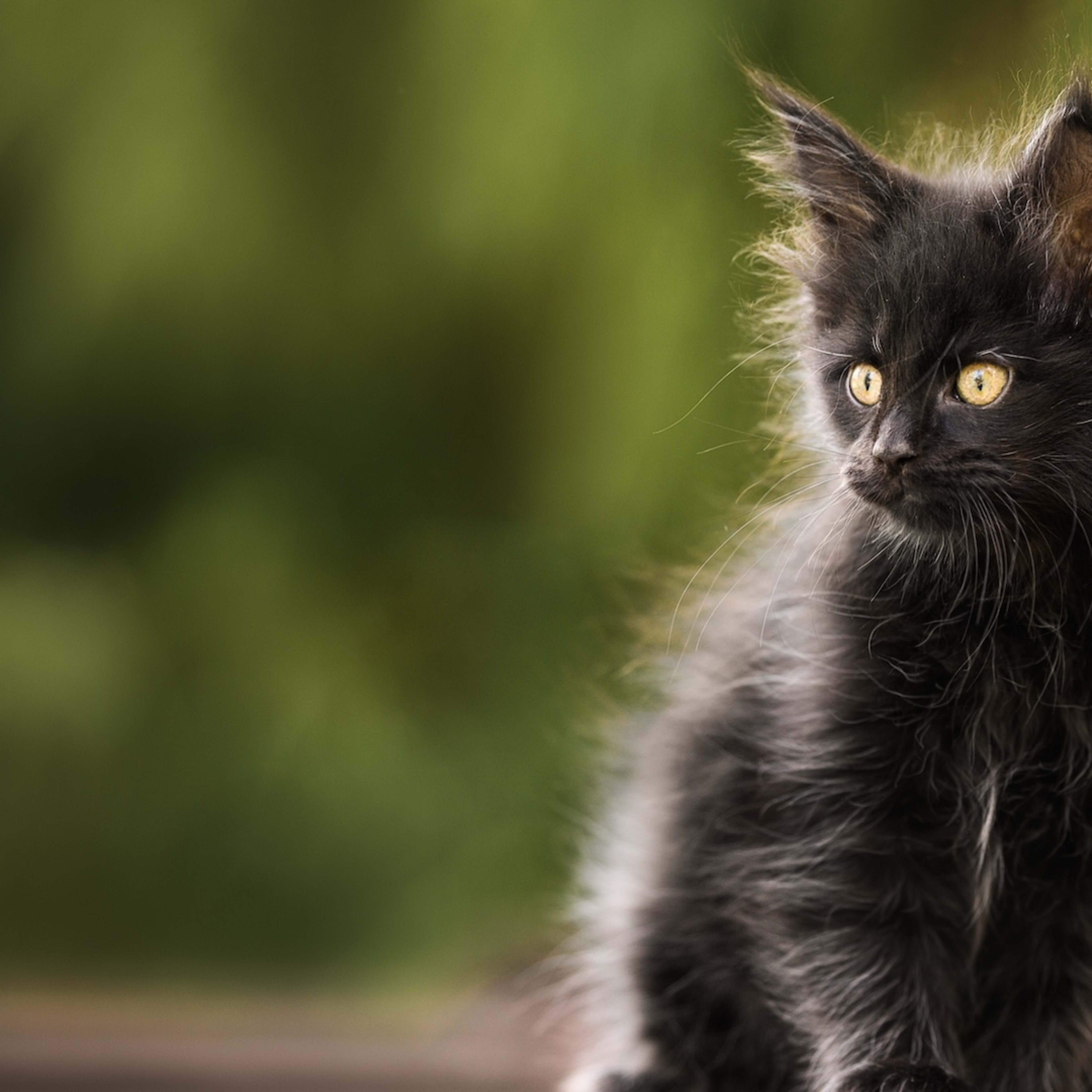 Rescue Pomeranian Overcome With Pure Joy Upon Realizing She's Safe With ...