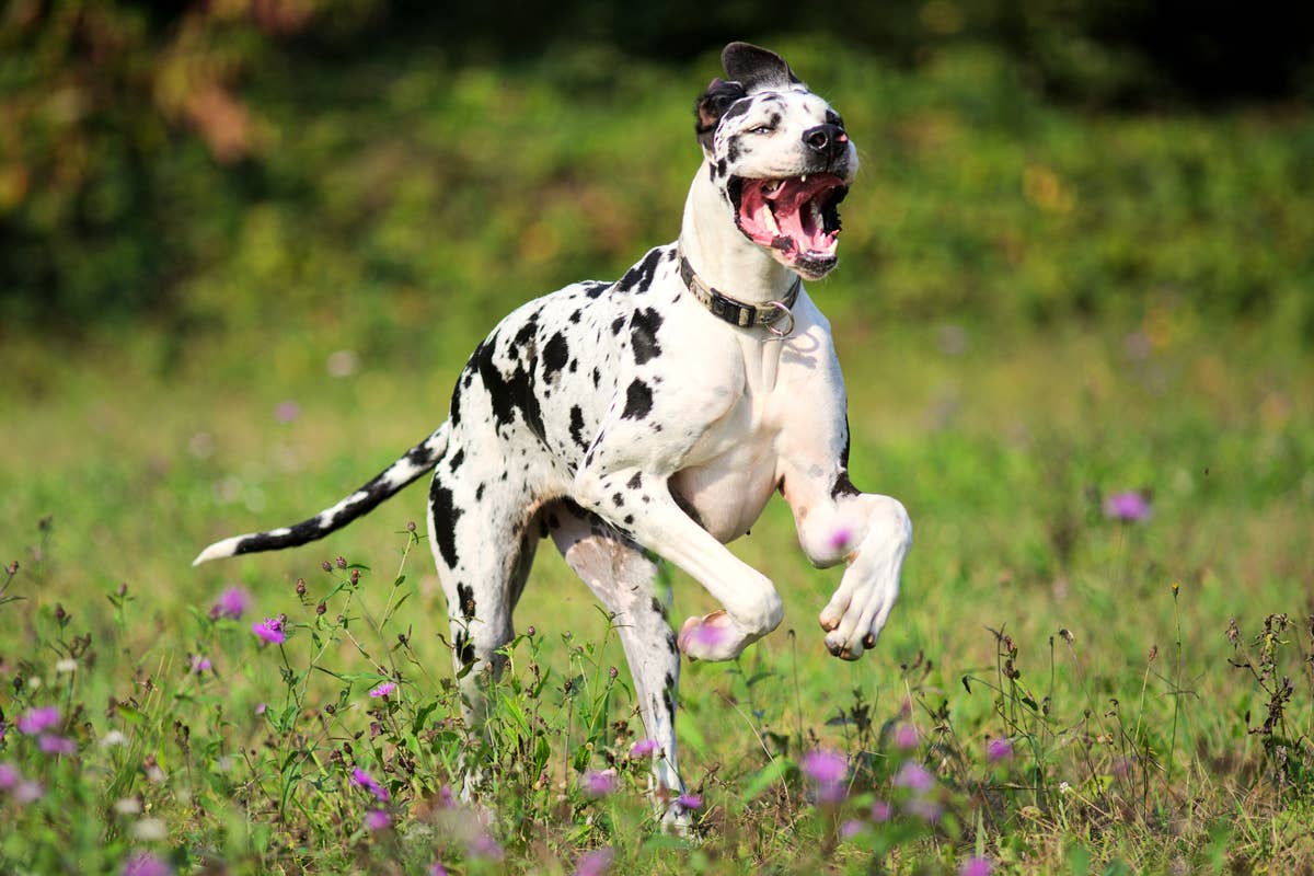 Great Dane Tattling to Mom About New Puppy ‘Stealing Her Spot’ Is an ...
