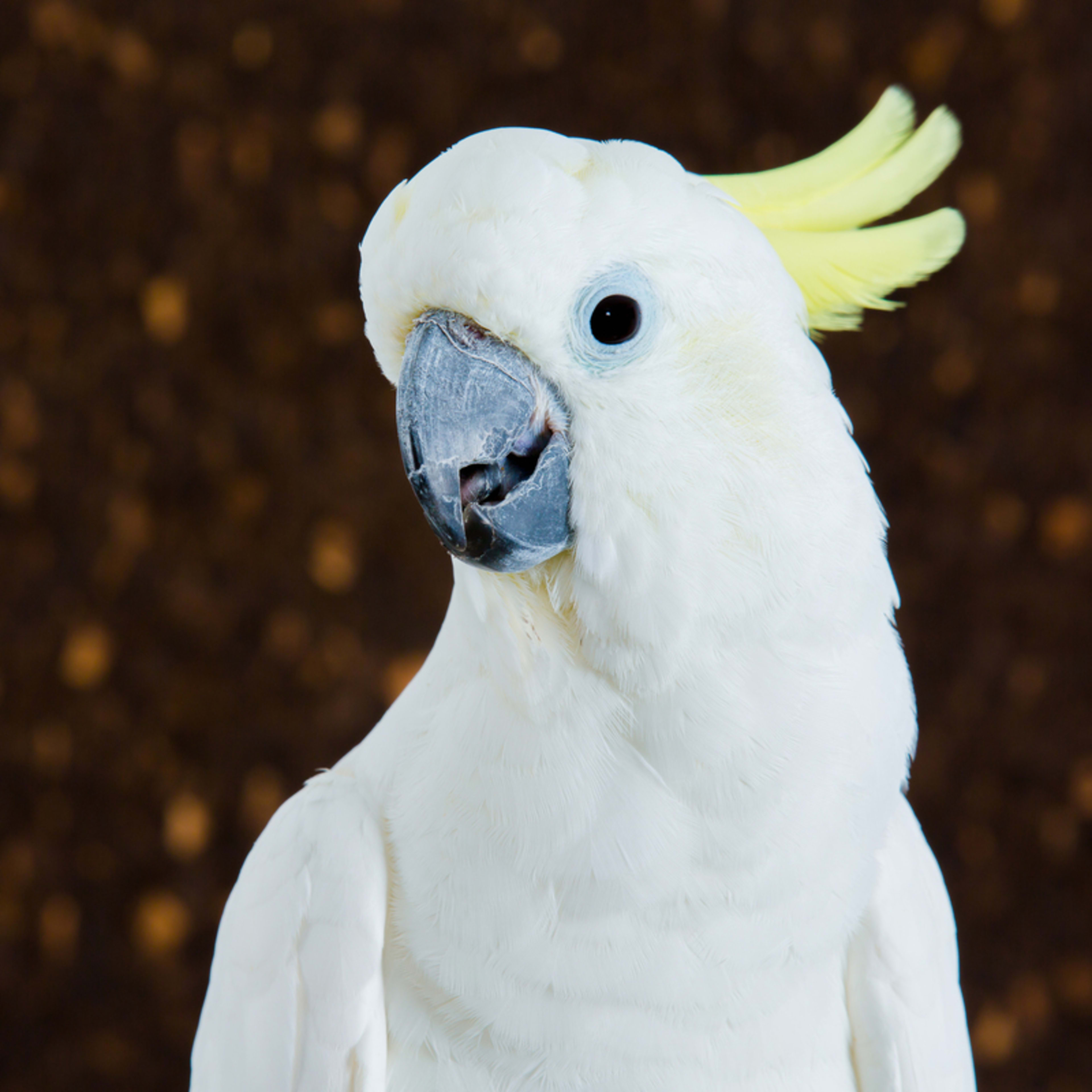 Best Dog Advent Calendars 2025 | Fun Treats & Toys for Dogs - Parade Pets