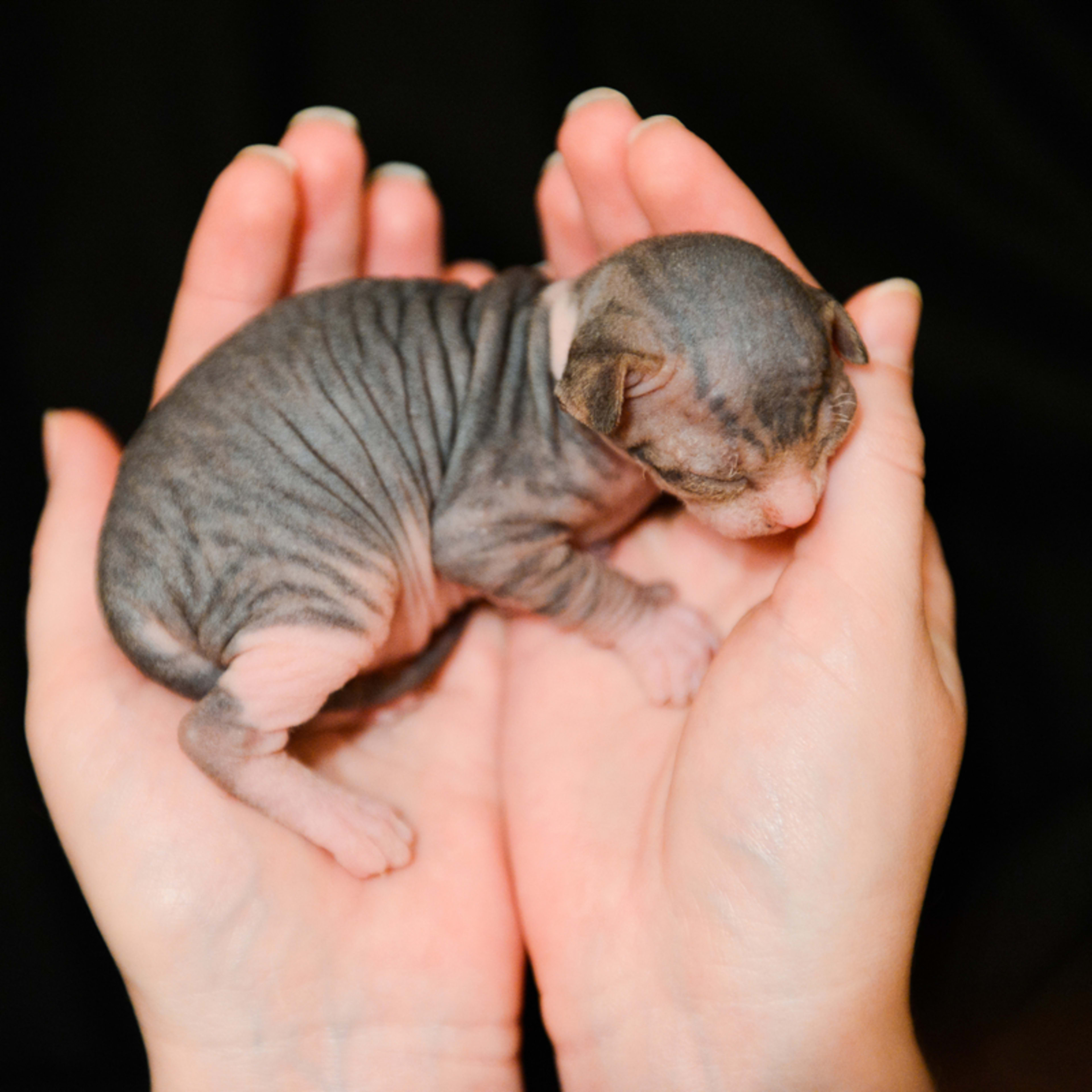Tiny Chicken Born Without a Beak Has the Internet Totally in Love ...