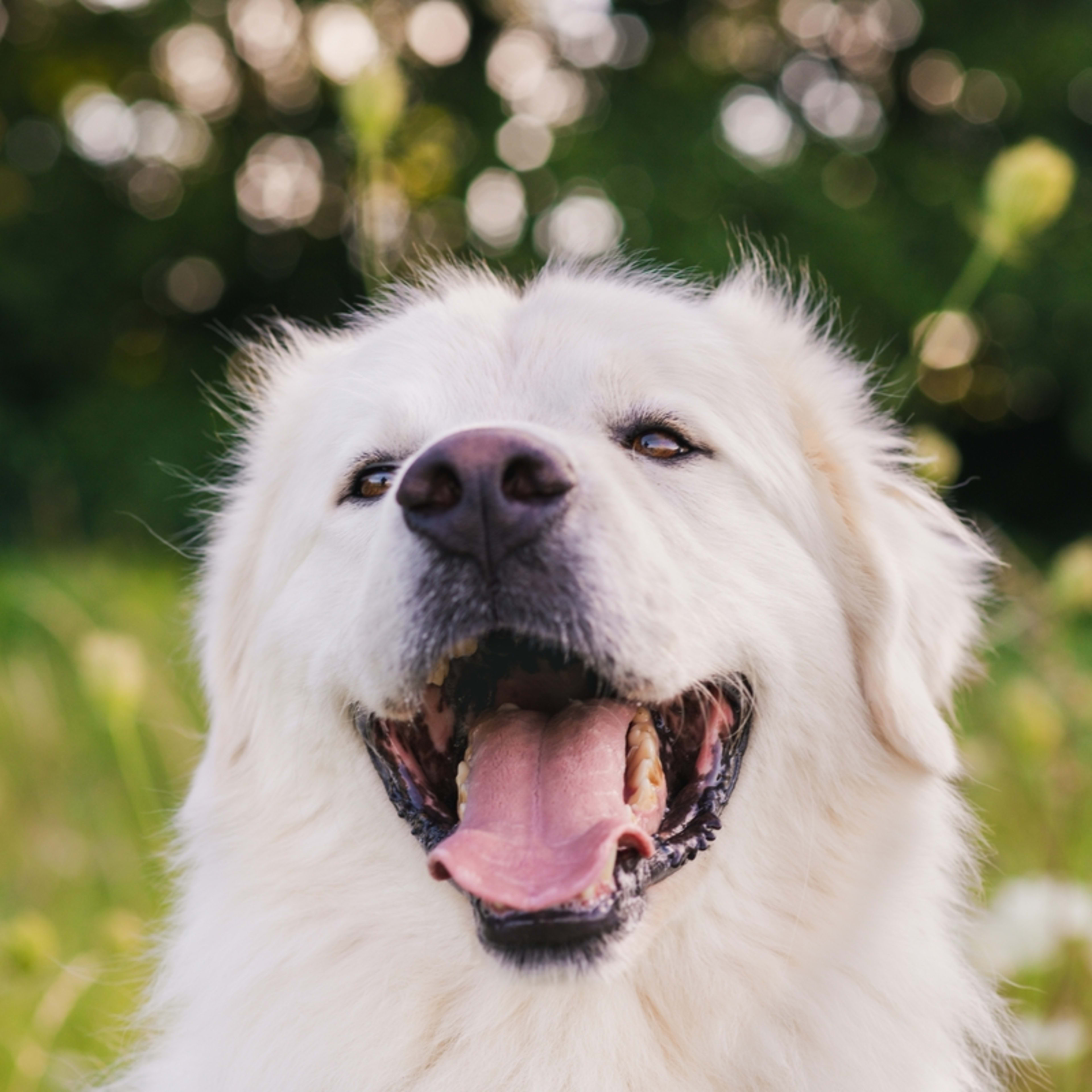 Great Pyrenees and Donkey Share a Sweet Game of Tug of War - Parade Pets