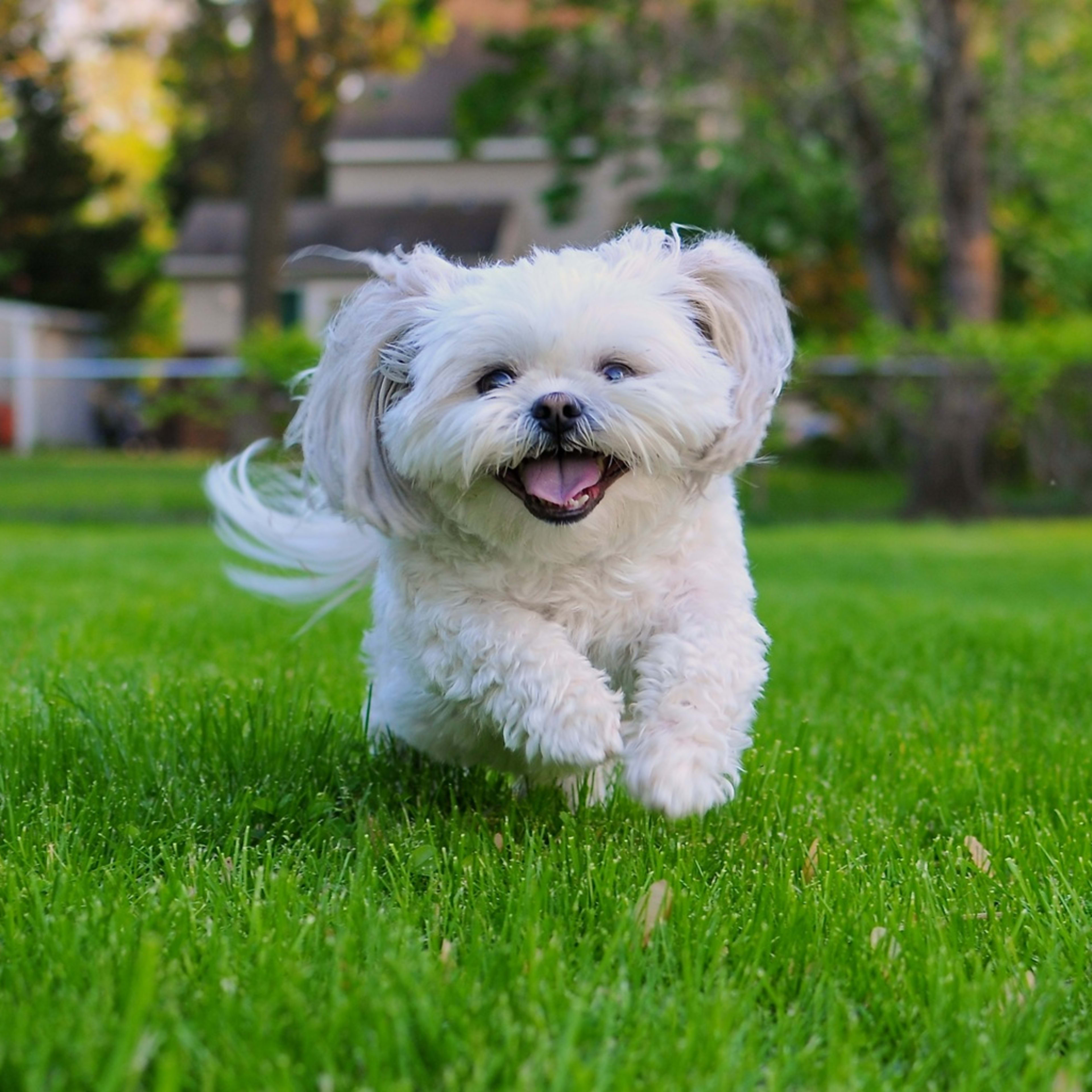 Golden Retriever Tries To Squeeze Into a Too Small Hotel Bed - Parade Pets