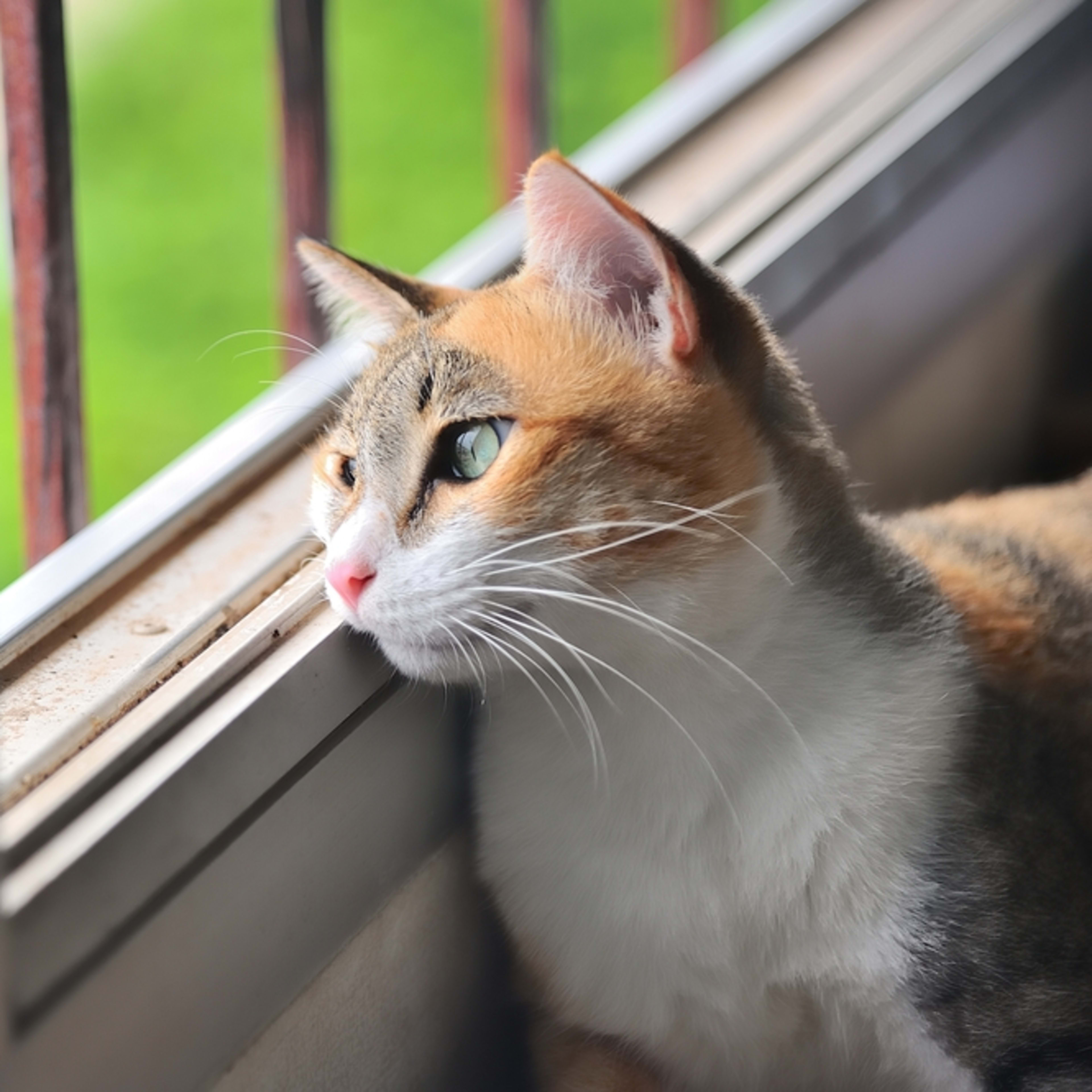Shih-Tzu's Toddler-Style Tantrum Over Mom Not Going to Bed Is Too Cute ...