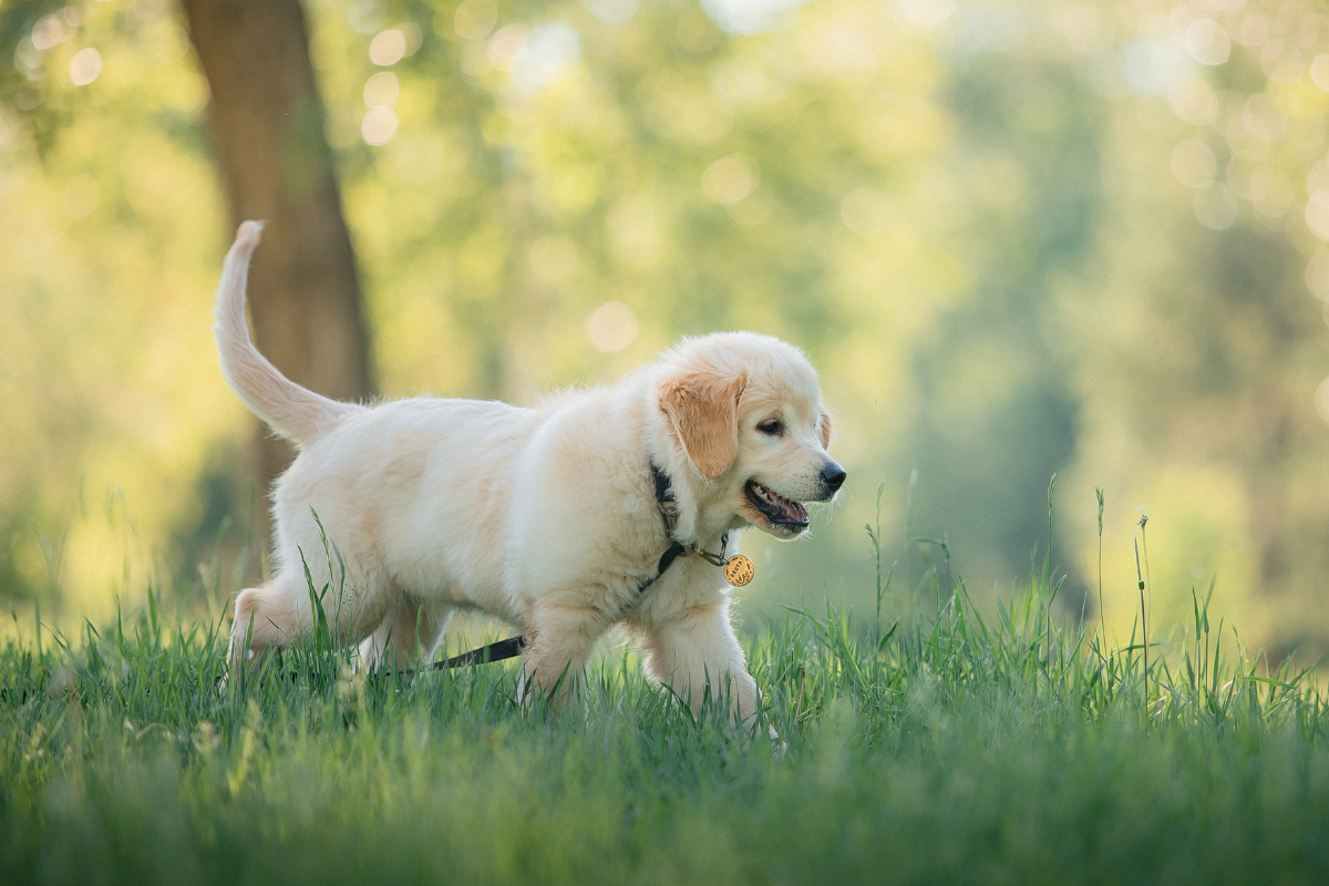 Golden Retriever Puppy Masters the Bongos - Parade Pets