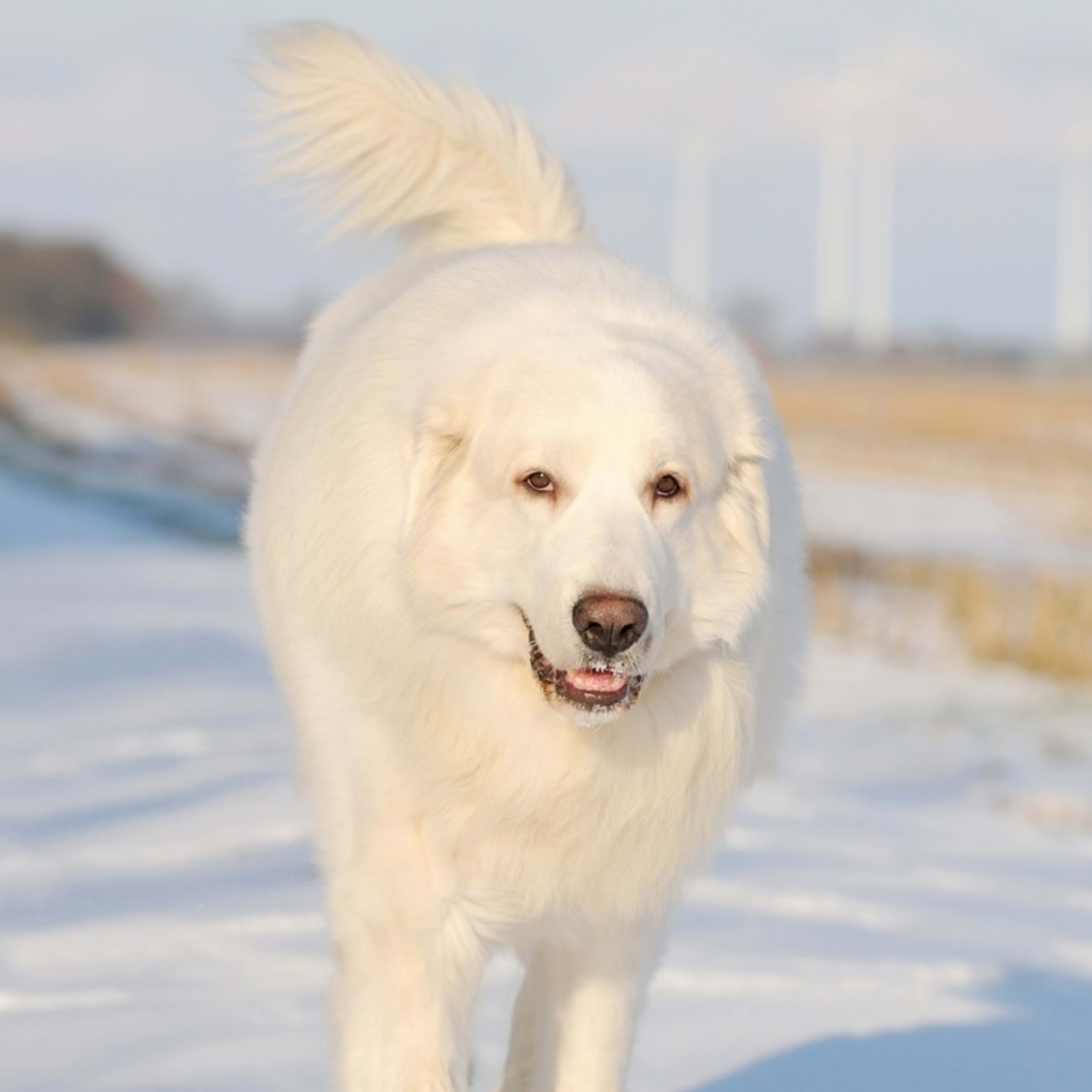 Great Pyrenees and Dog Sibling Patiently Wait to See Baby Goats ...