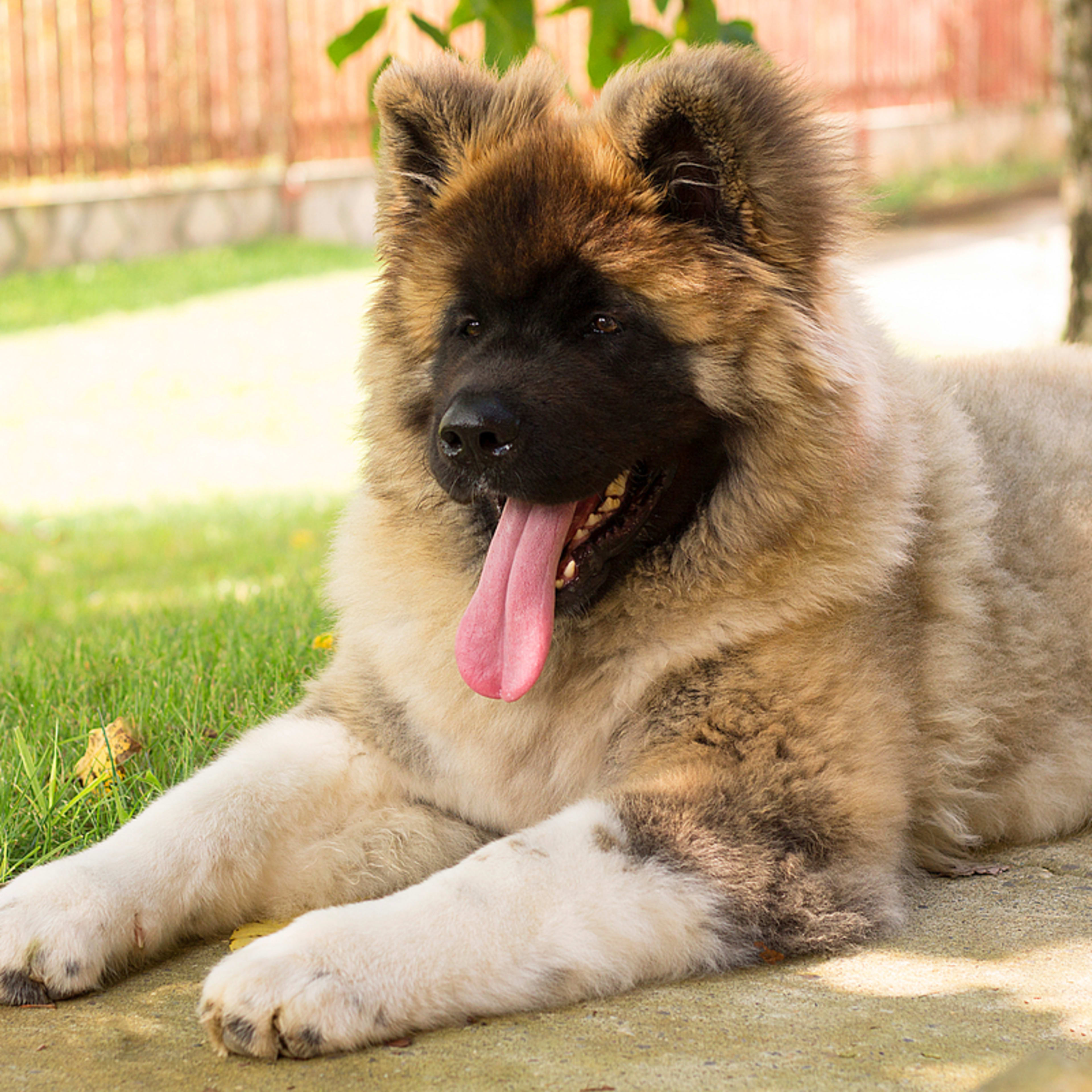 Fluffy Akita Has a Sweet Way of Waking Dog Dad for Cuddles - Parade Pets