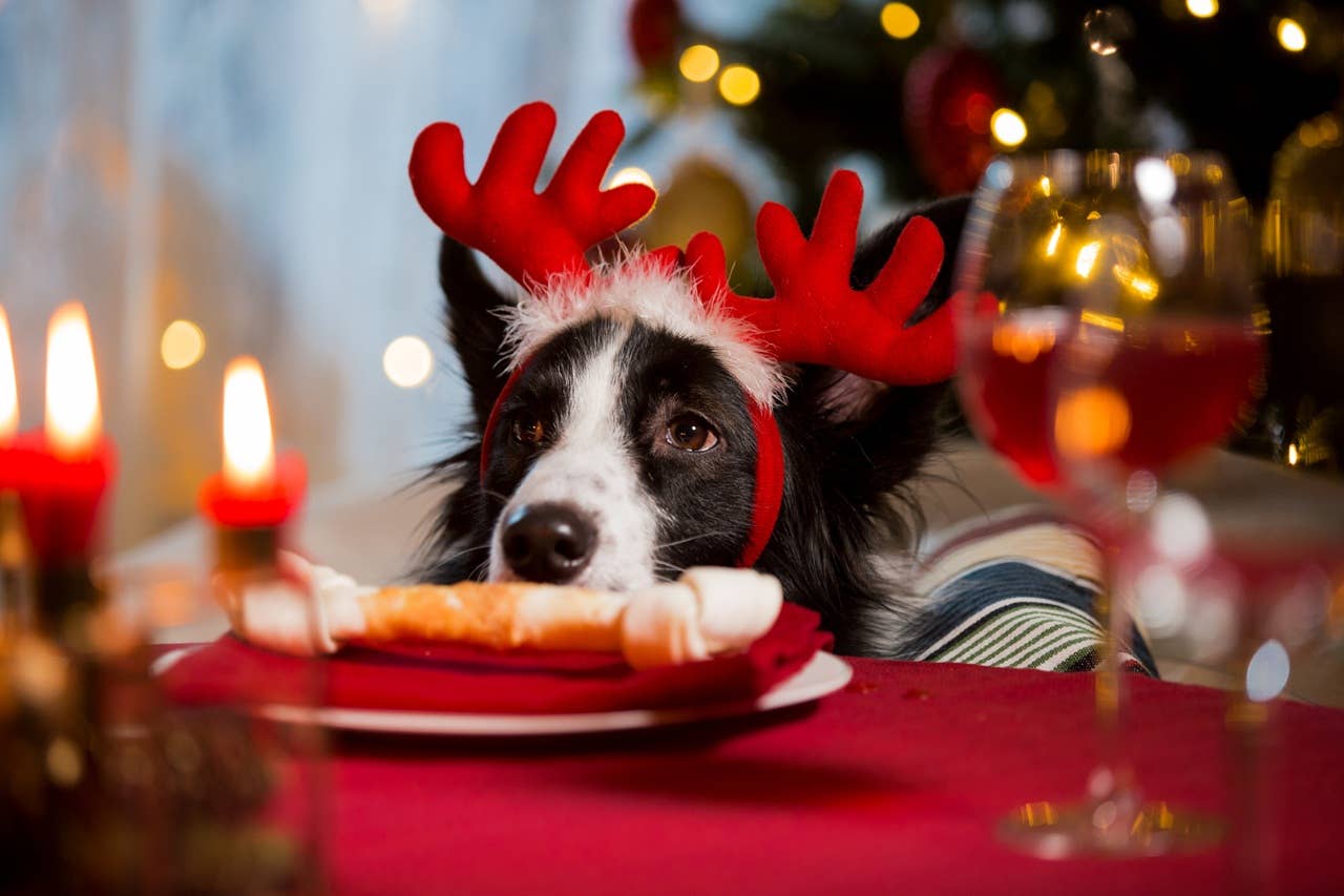 31 Terrier Dog Breeds—The Ultimate List of Terriers to Love - Parade Pets