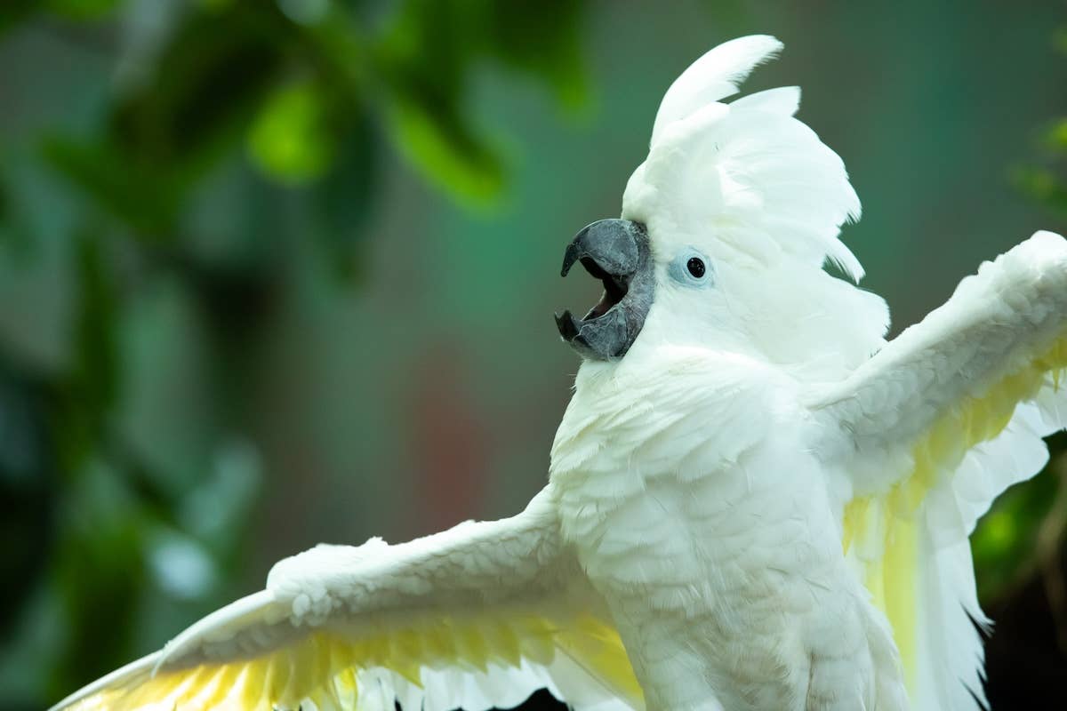Rescued Cockatoo Sees the Sun for the First Time and Her Joy Is Pure ...