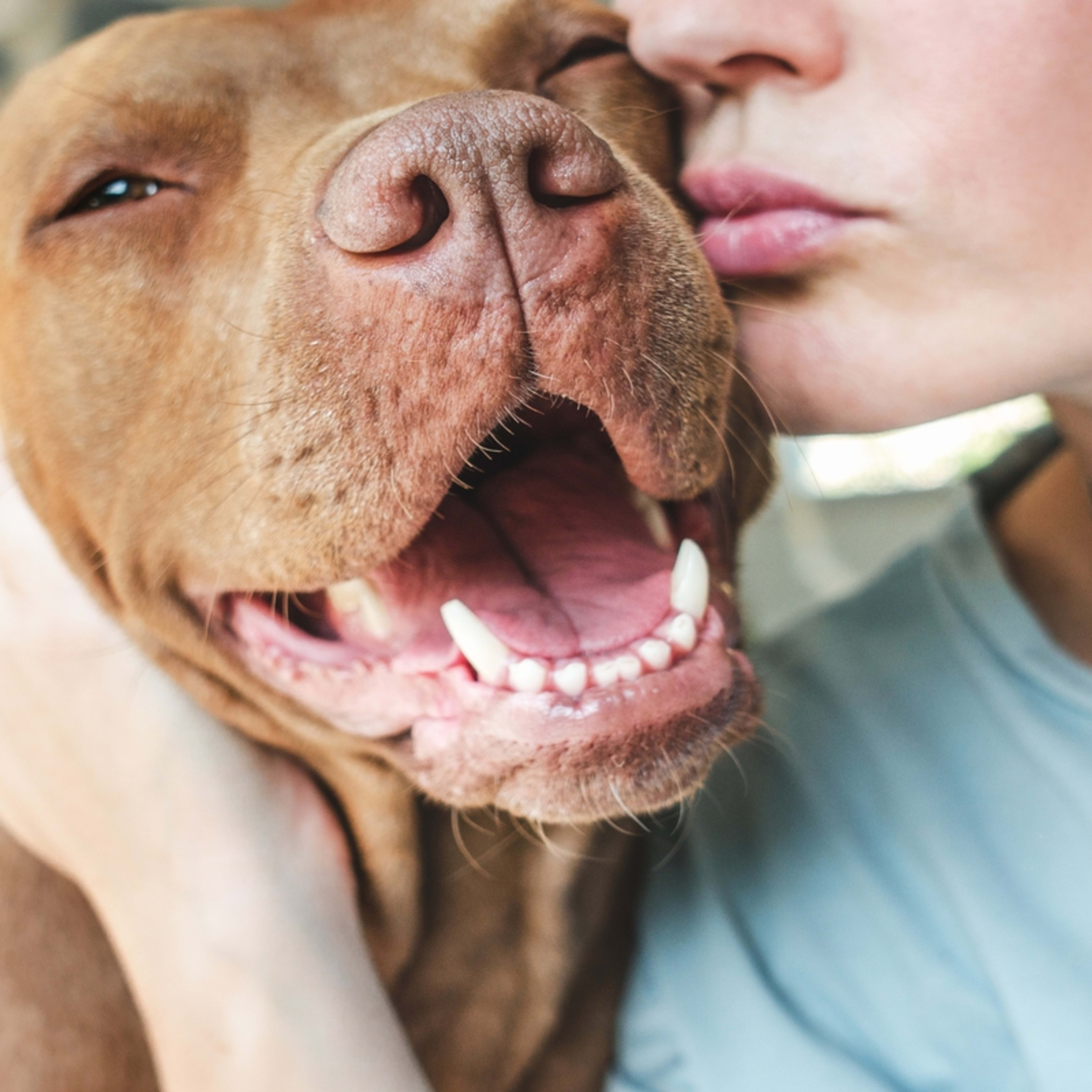 4 Types of Collie Dog Breeds, According to Experts - Parade Pets