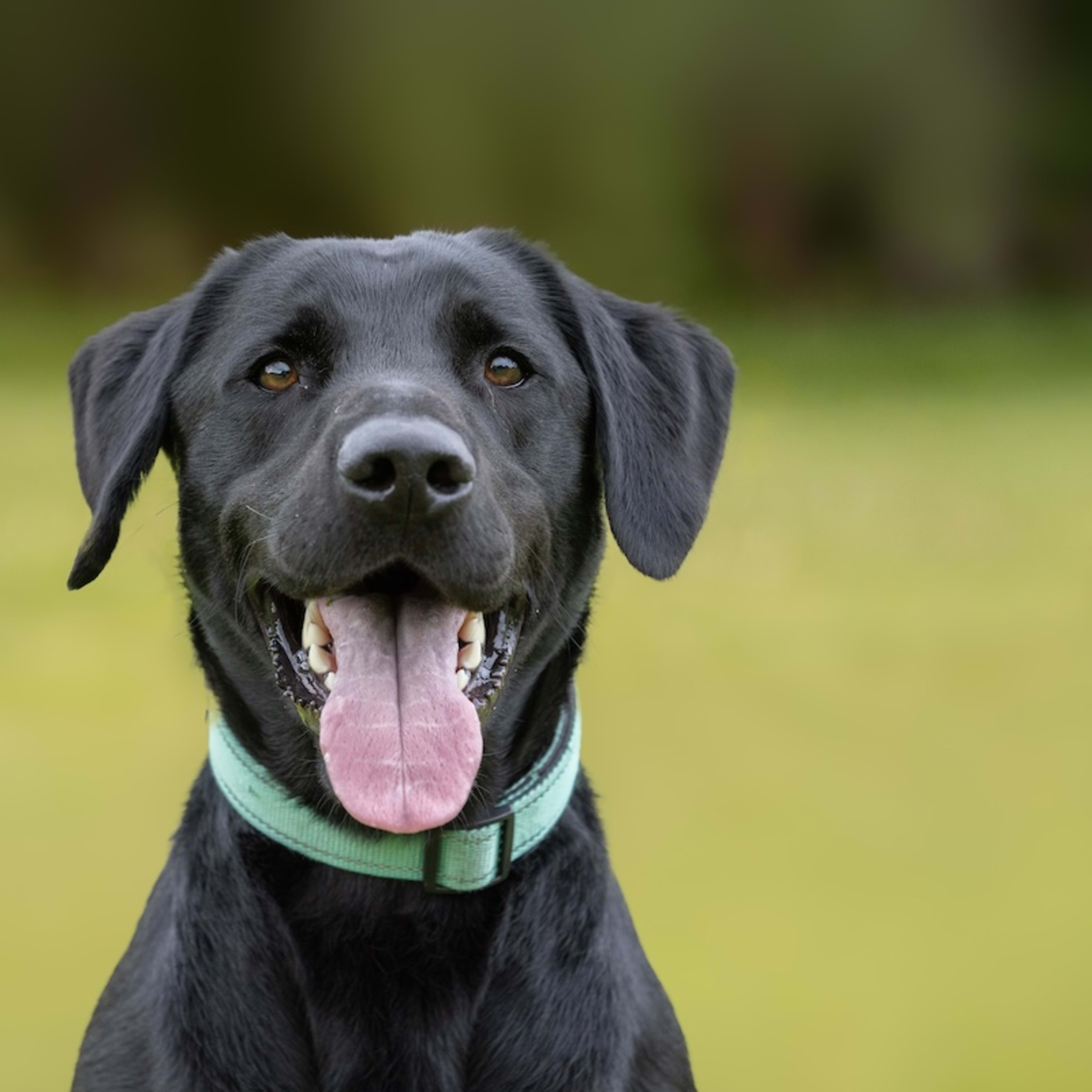 Foster Dad Straps Black Labrador Puppy to His Chest To Go Shopping at ...