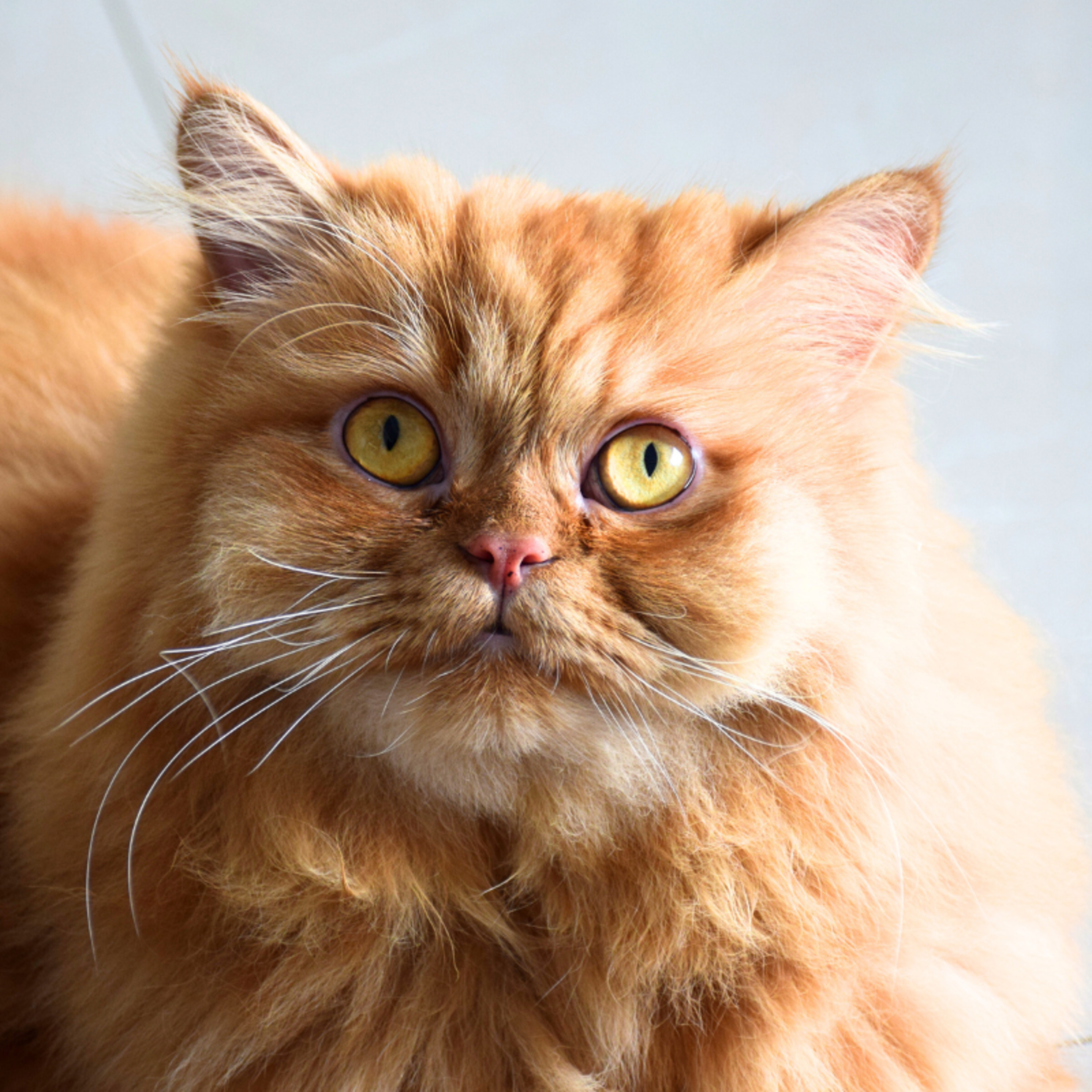 grumpy cat breed orange