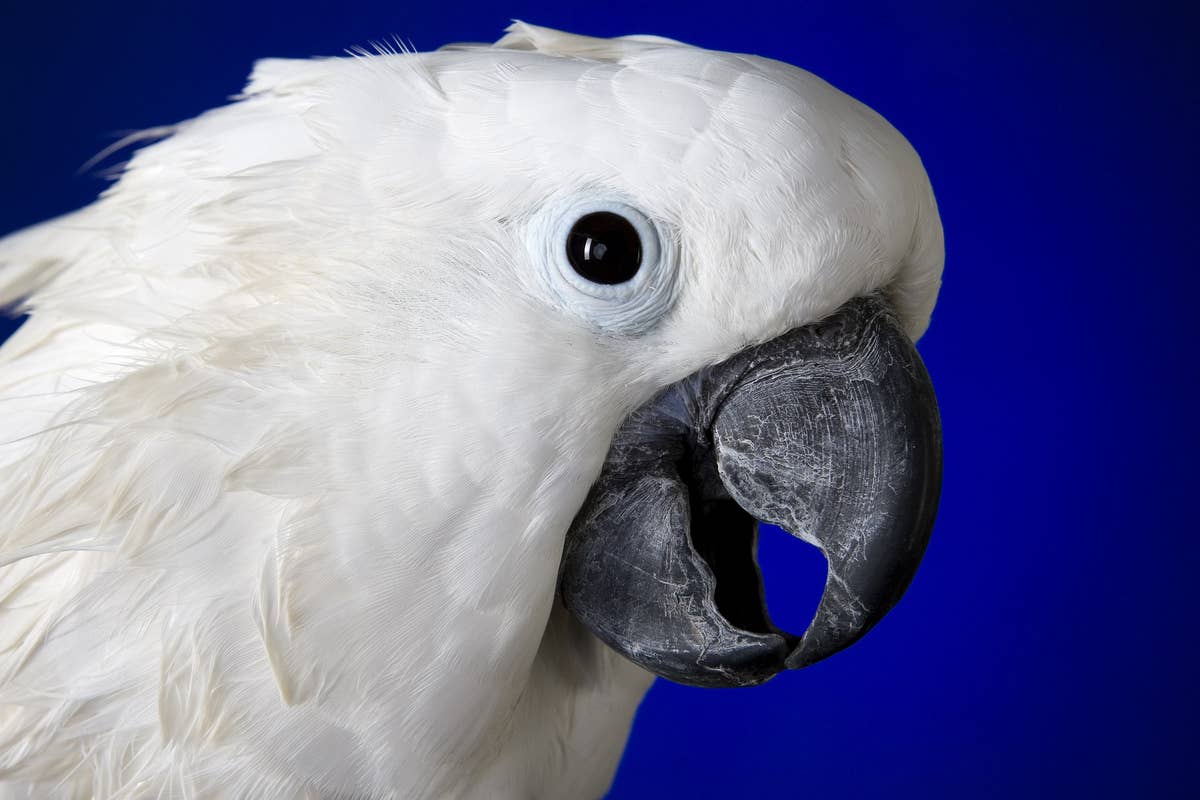 Cockatoo’s Flawless Moonwalk Would Make Michael Jackson Proud - Parade Pets