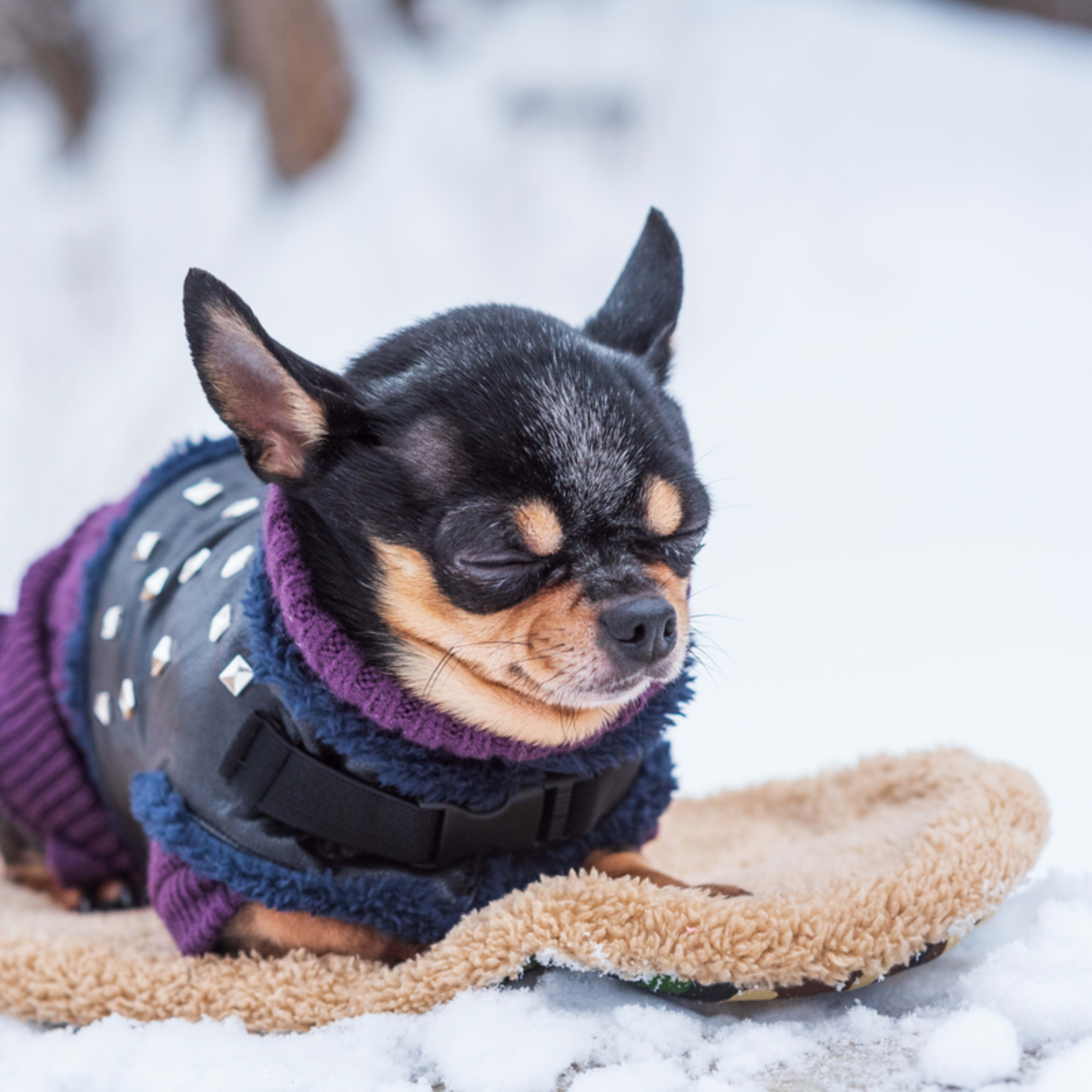 Senior Chihuahua's Snowy 'Bucket List' Adventure Is One for the Books ...