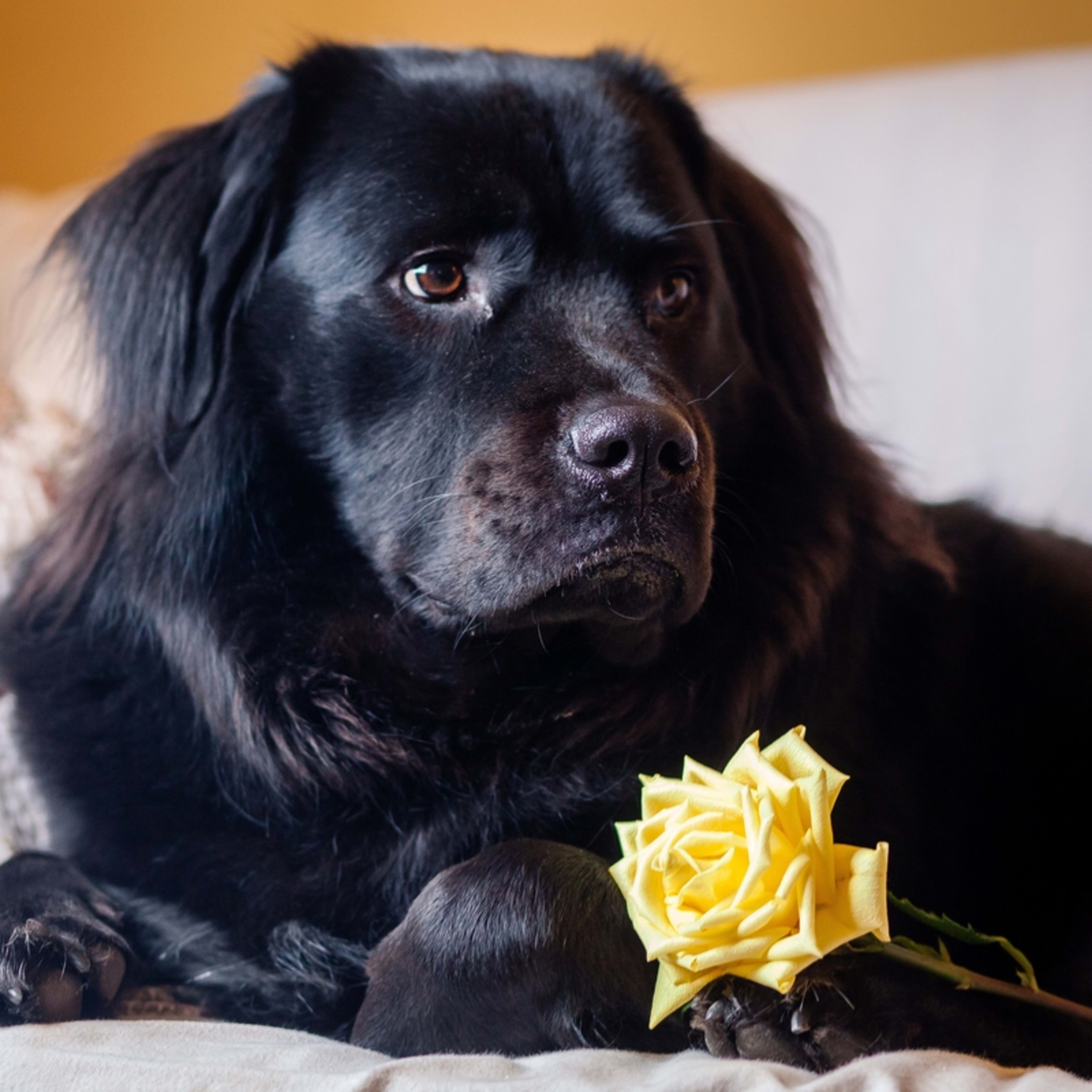 Newfoundland Has Heartbreaking Reaction To Leaving 96-Year-Old Grandma ...