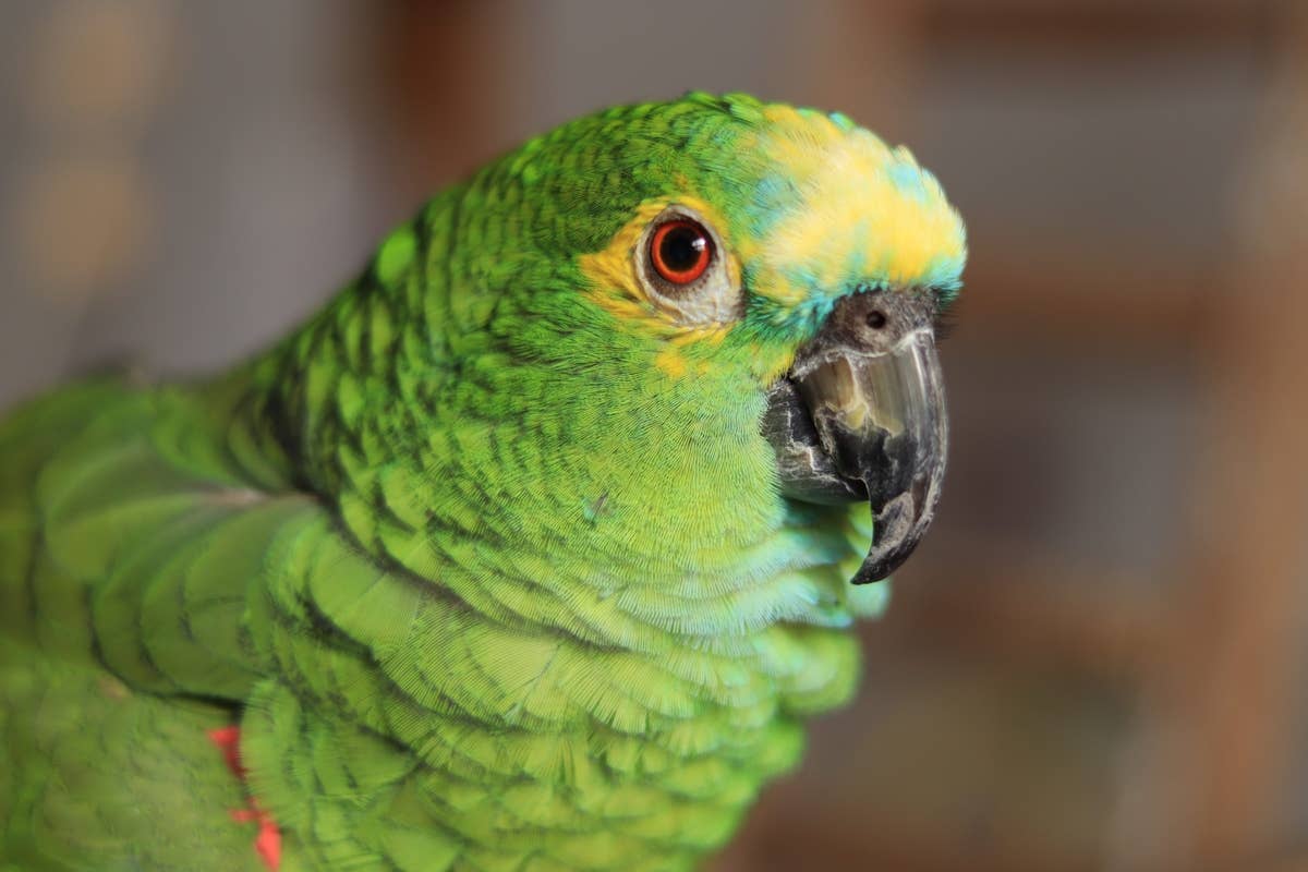 Rescued Macaw with 'Mouth Like a Truck Driver' Has the Internet Falling ...