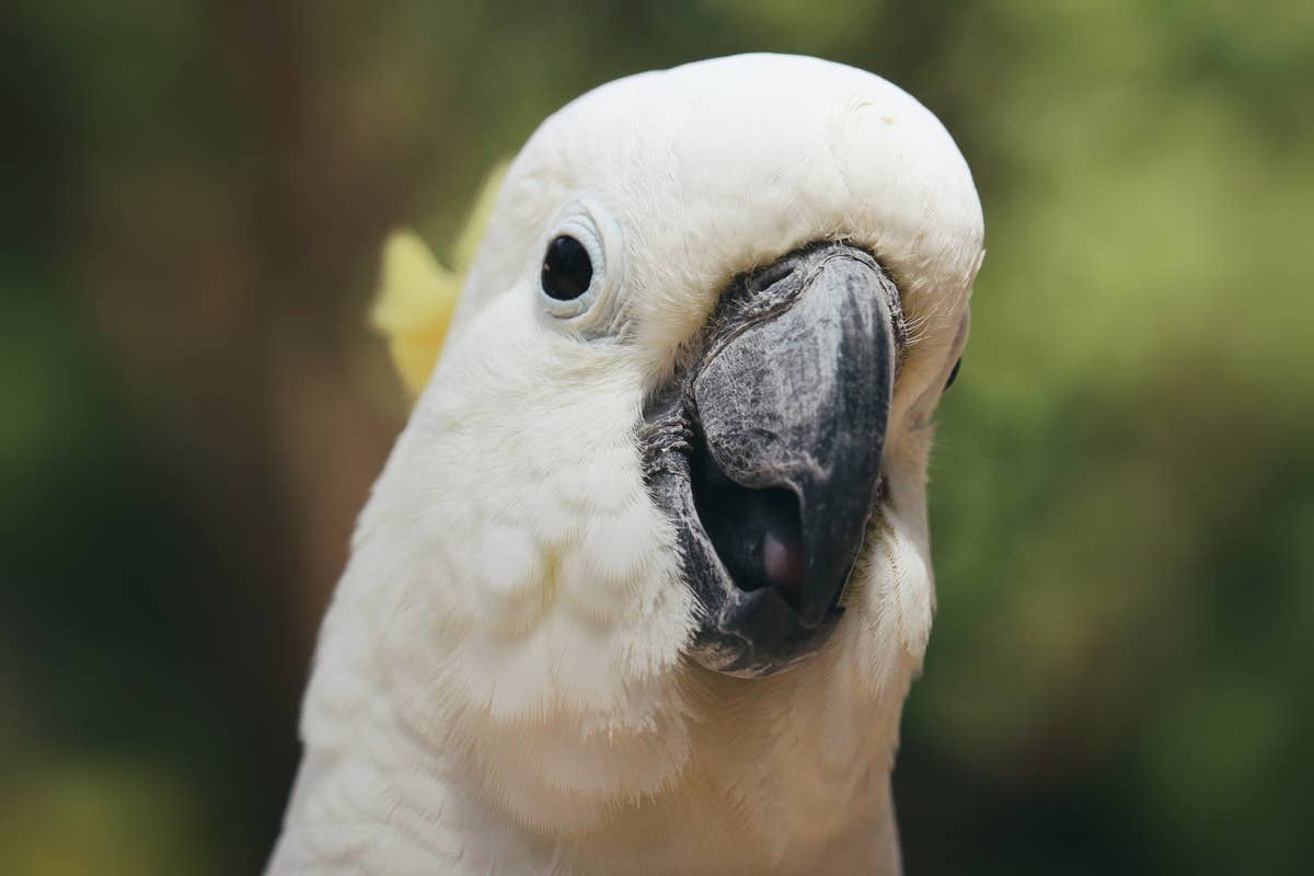 Cockatoo Initiates Playtime with Cat Using Feather Toy Like Little ...
