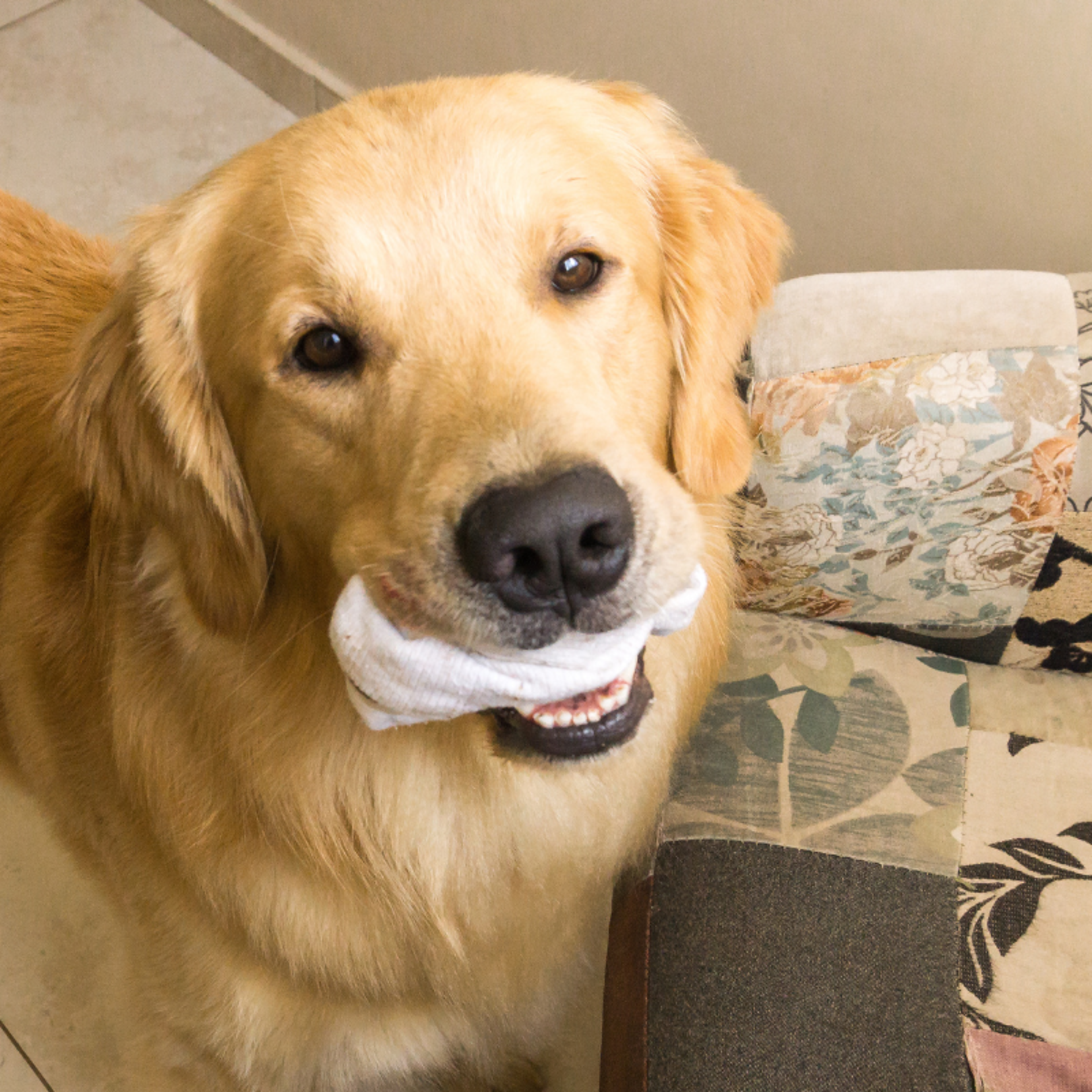 Golden Retriever Caught Stealing Baby Socks Solves the Great Laundry ...