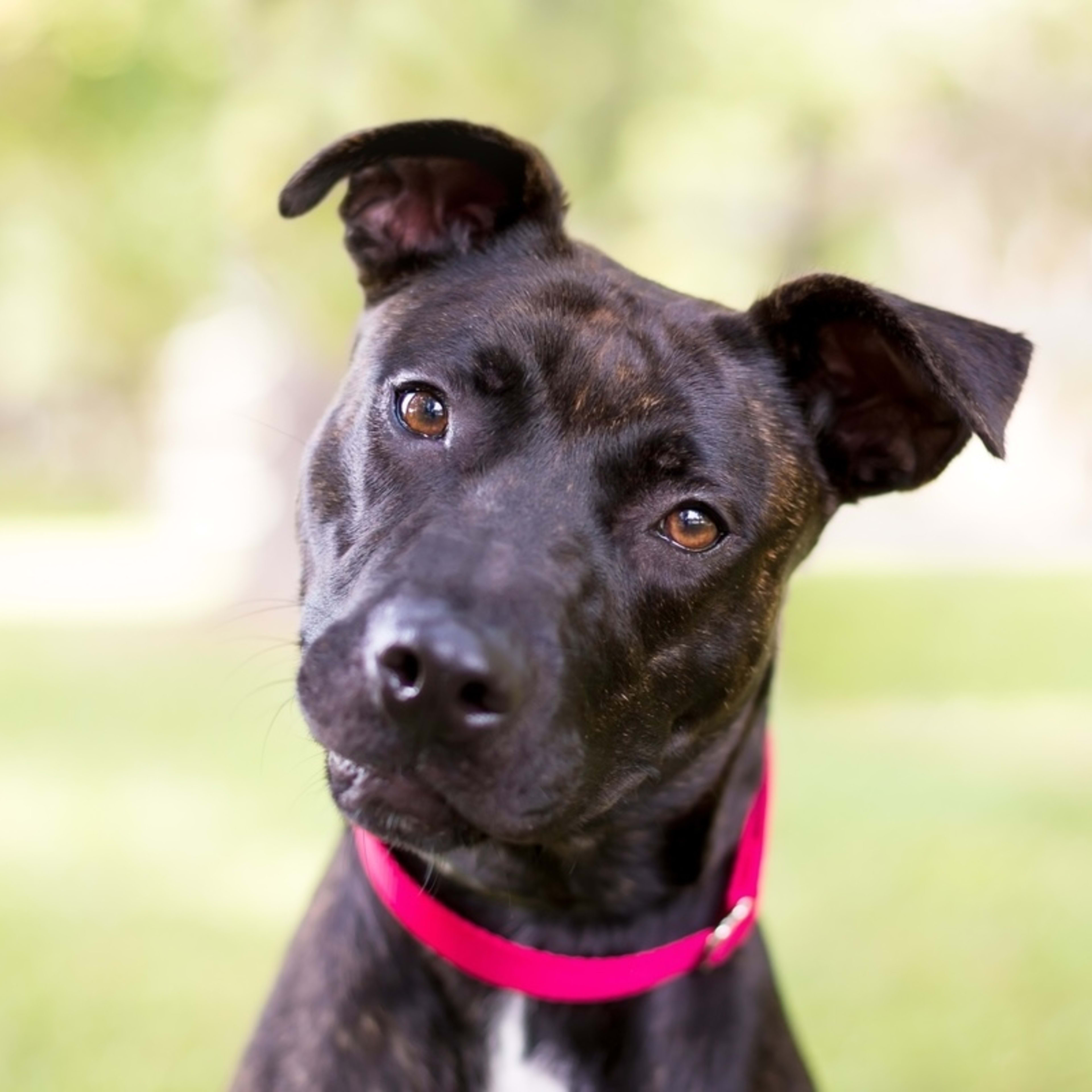Rescue Dog Has a Quirky Habit He Does Completely Backwards - Parade Pets