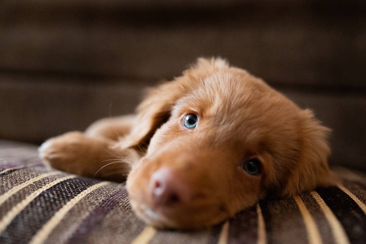 Duck Tolling Retriever Shows Mom Just How Smart and Loyal This Breed ...