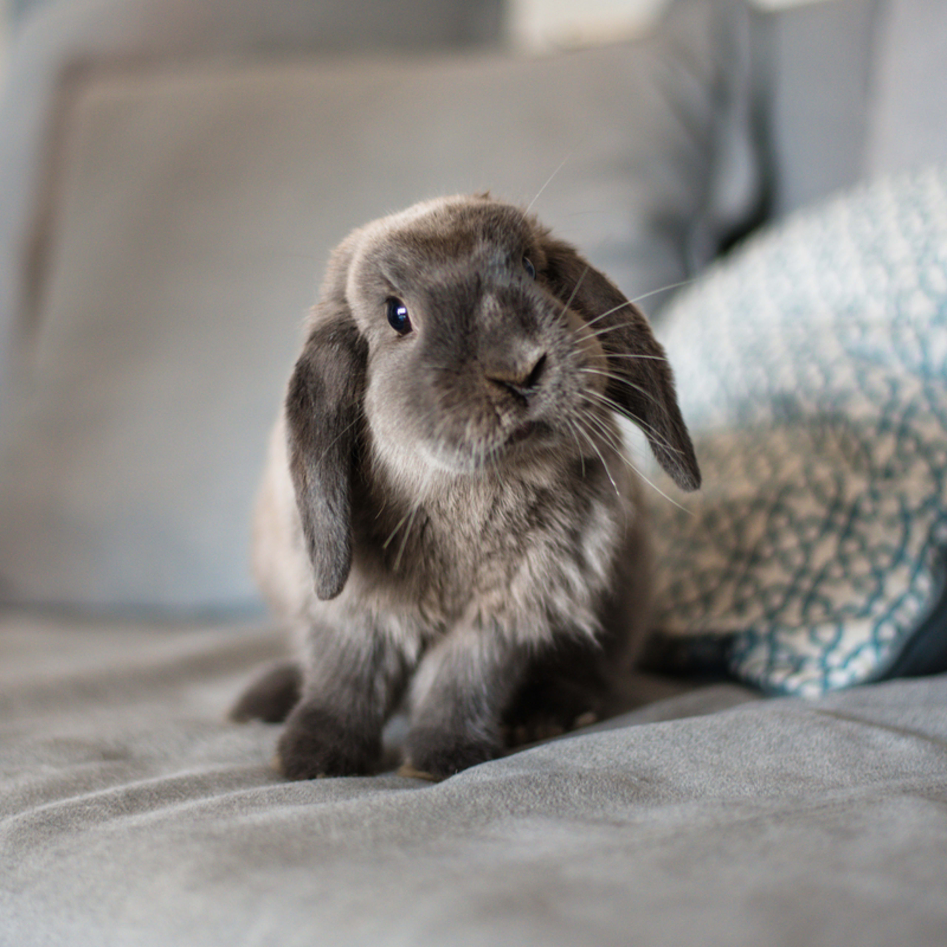 How Do Cats Say 'Thank You'? - Parade Pets