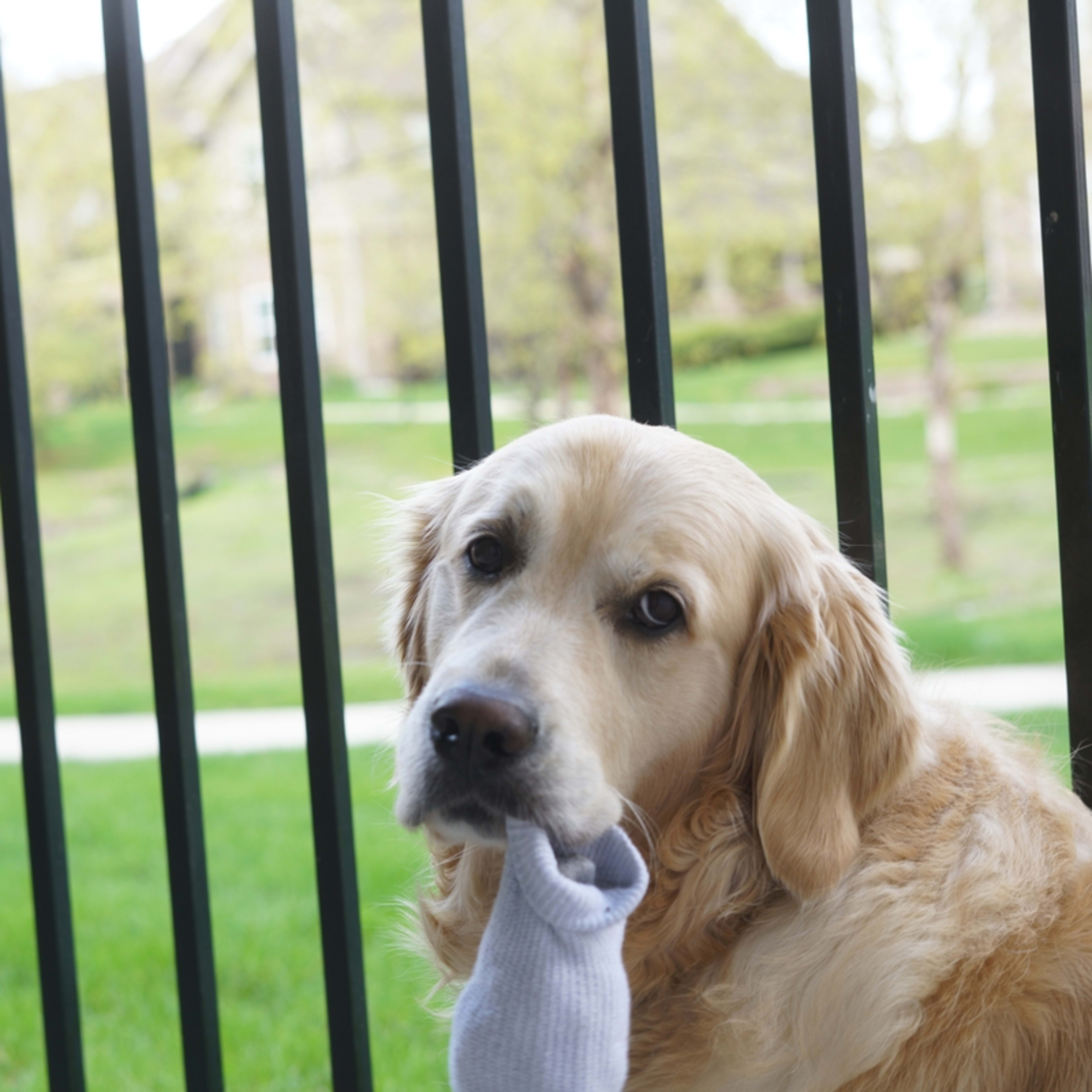 Golden Retriever With 'Crimped' Ears Takes 'Emotional Support Sock' To ...