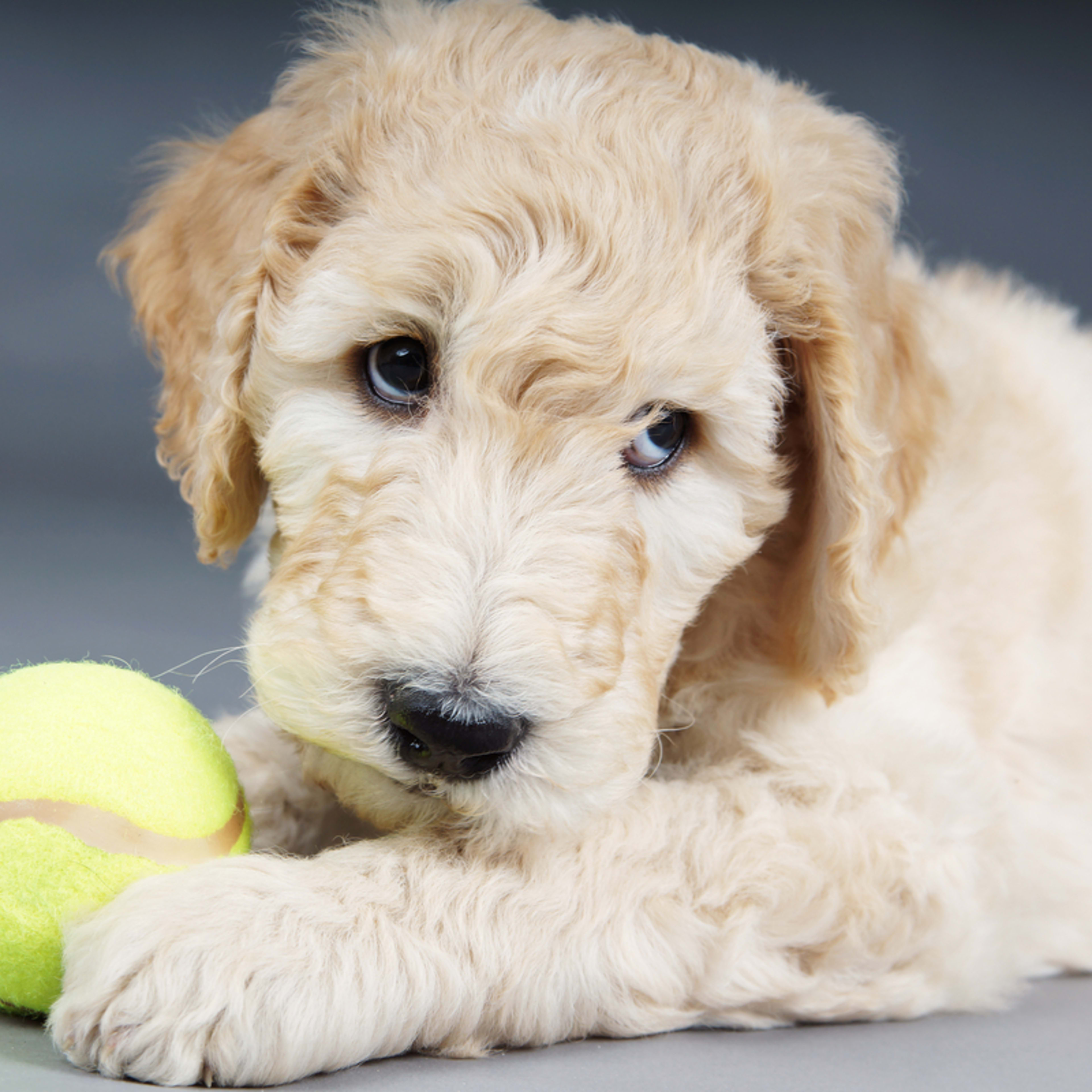 Goldendoodle's Ball Pit Fun Interrupted by Puppy in the Cutest, Chaotic ...