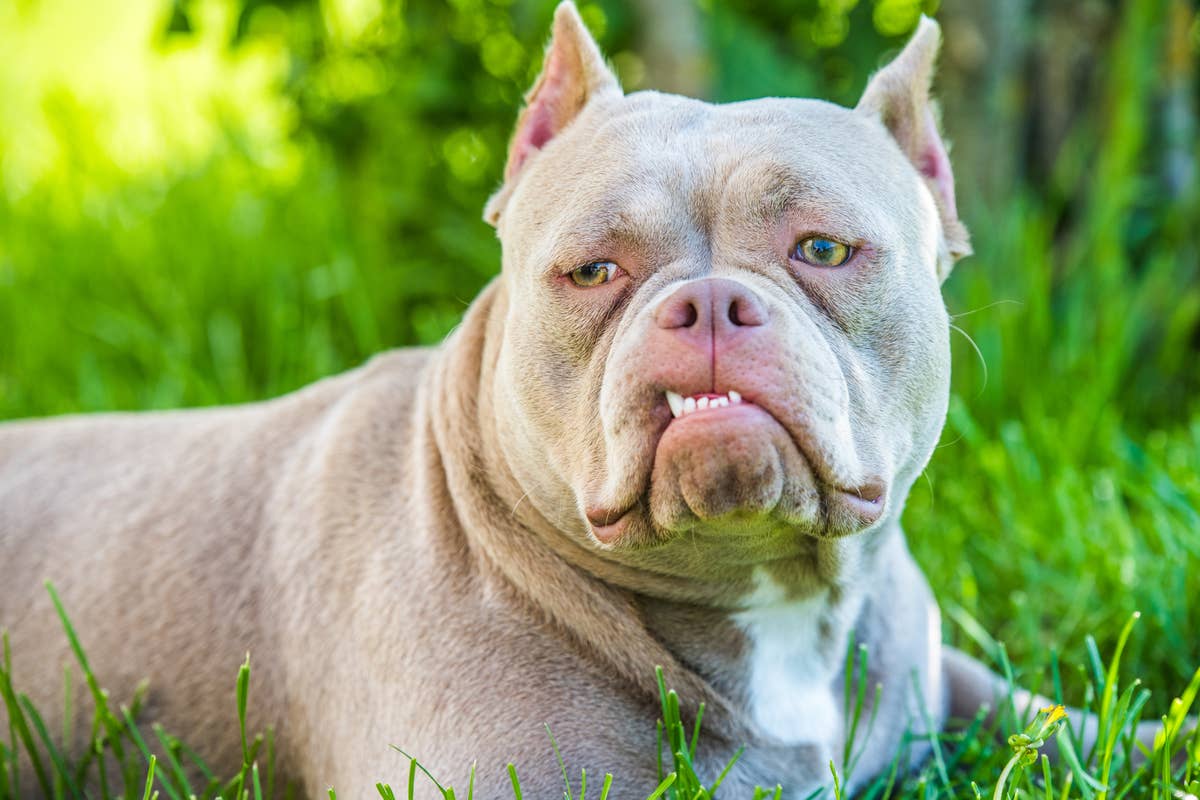 American Bully With 'Cutest Smile in the World' Performs Impressive ...